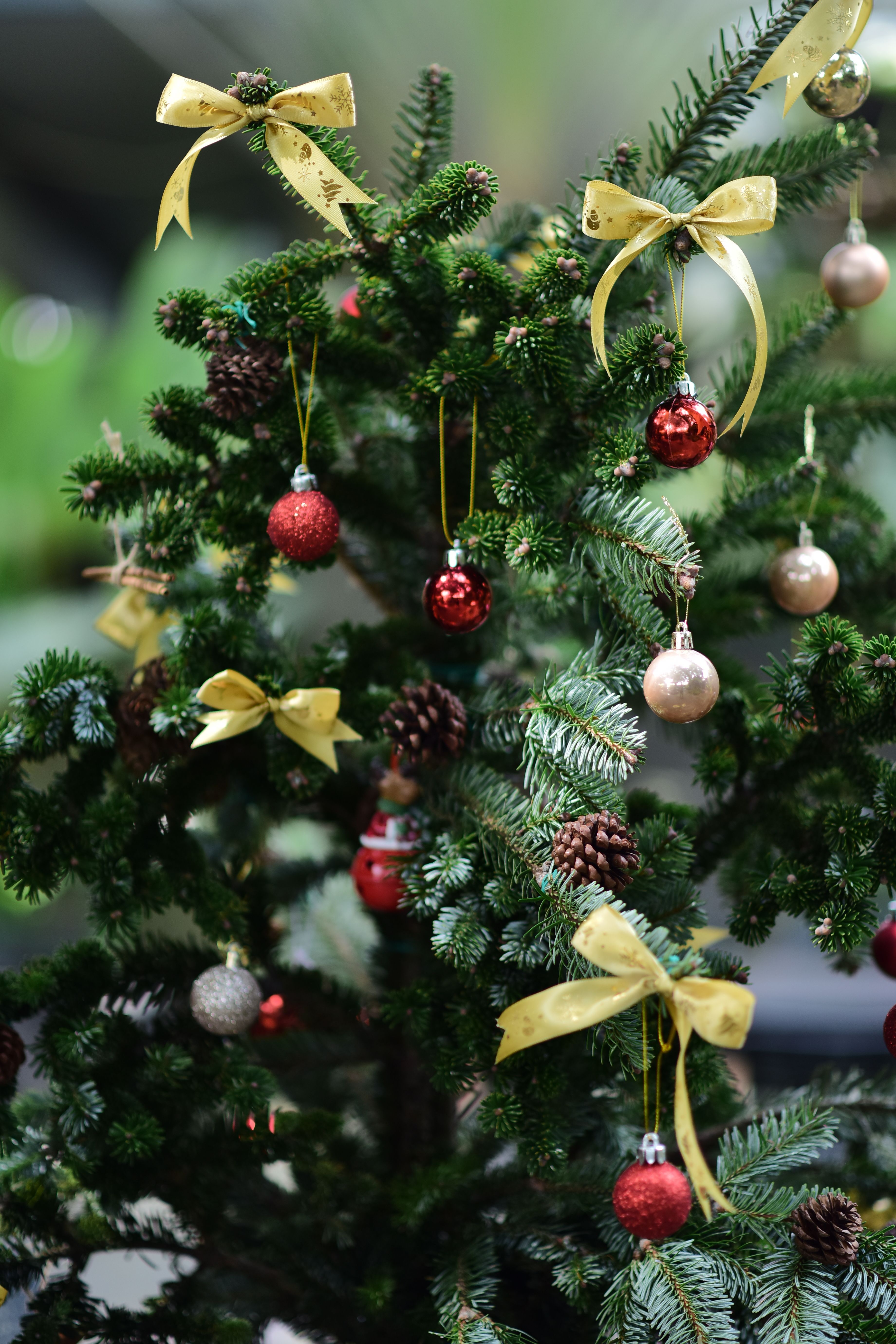 Close-Up Photo of Christmas Tree With Ornaments · Free Stock Photo