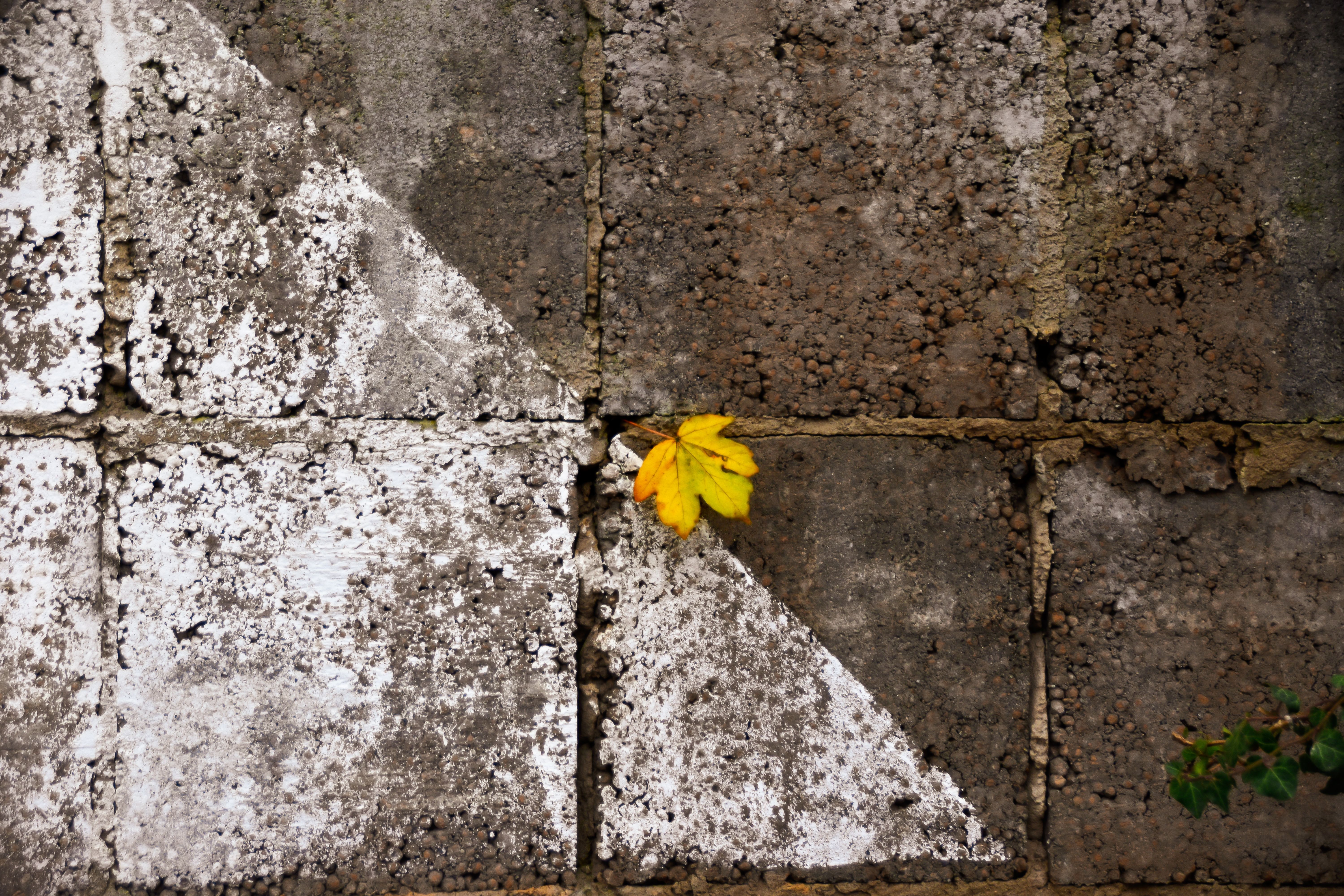 Urban Decay with Autumn Leaf and Textured Wall · Free Stock Photo