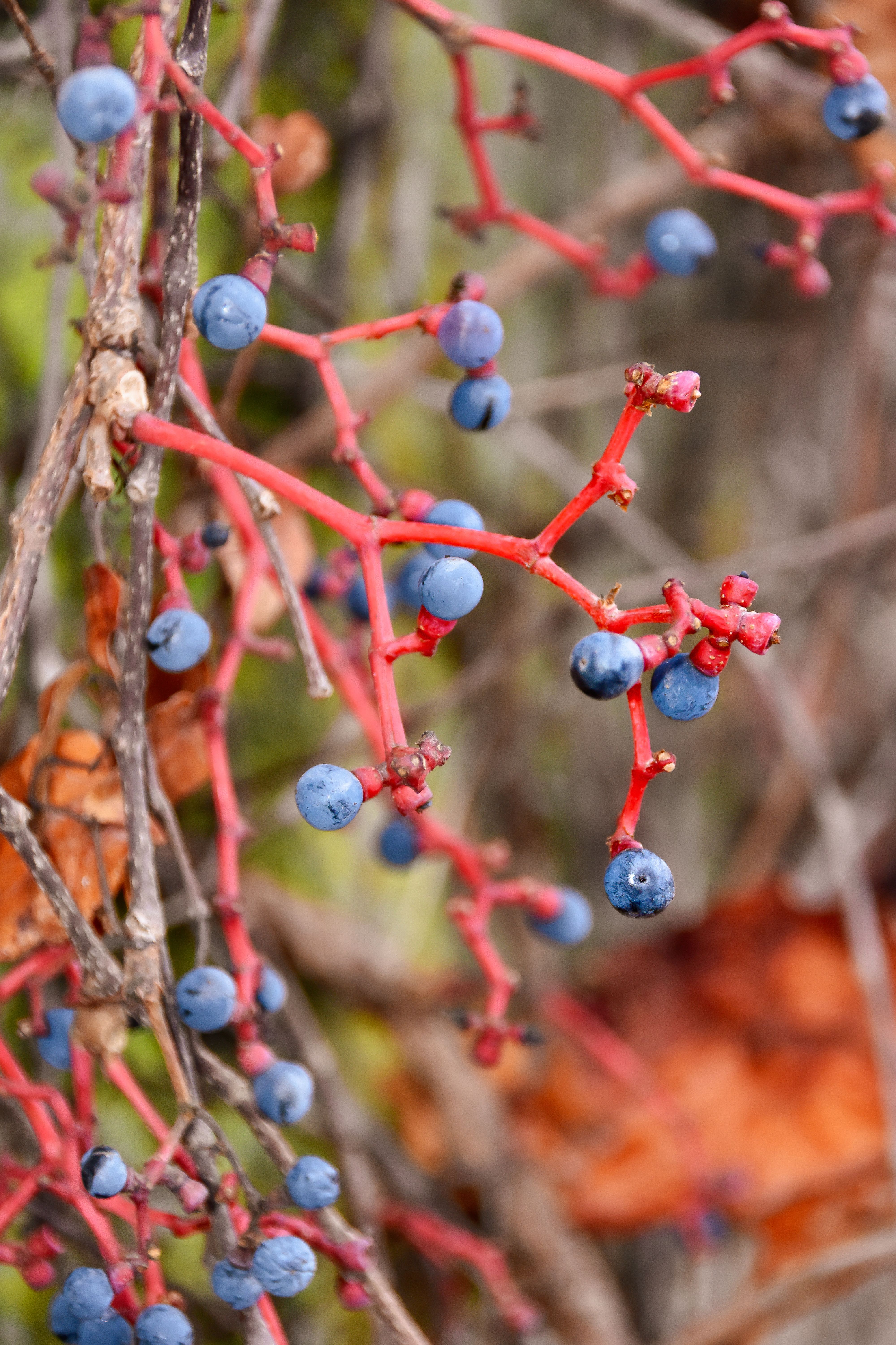 Selective Focus Photograph of Gray Fruit · Free Stock Photo
