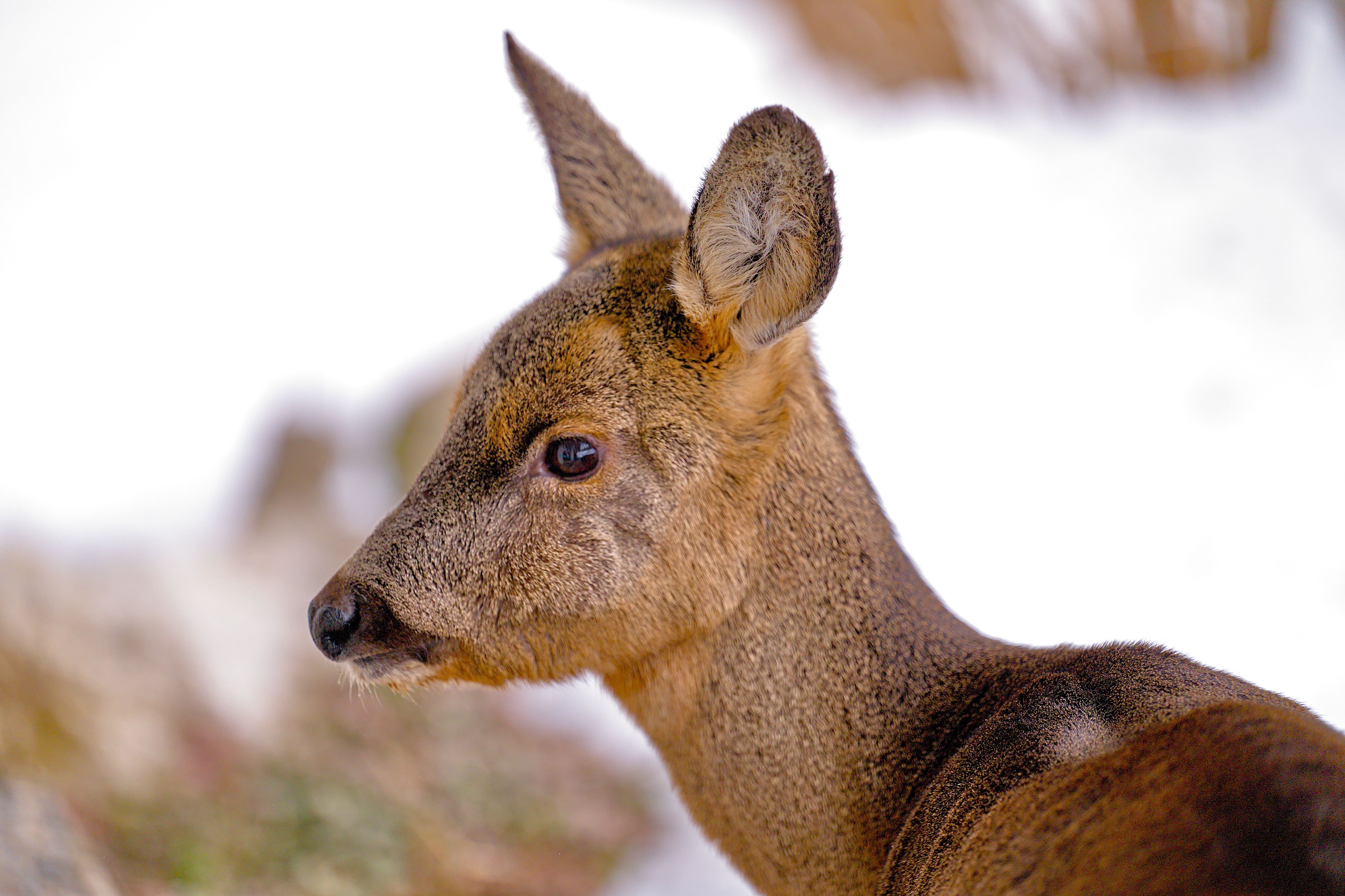Close-Up Portrait of European Roe Deer in Winter · Free Stock Photo