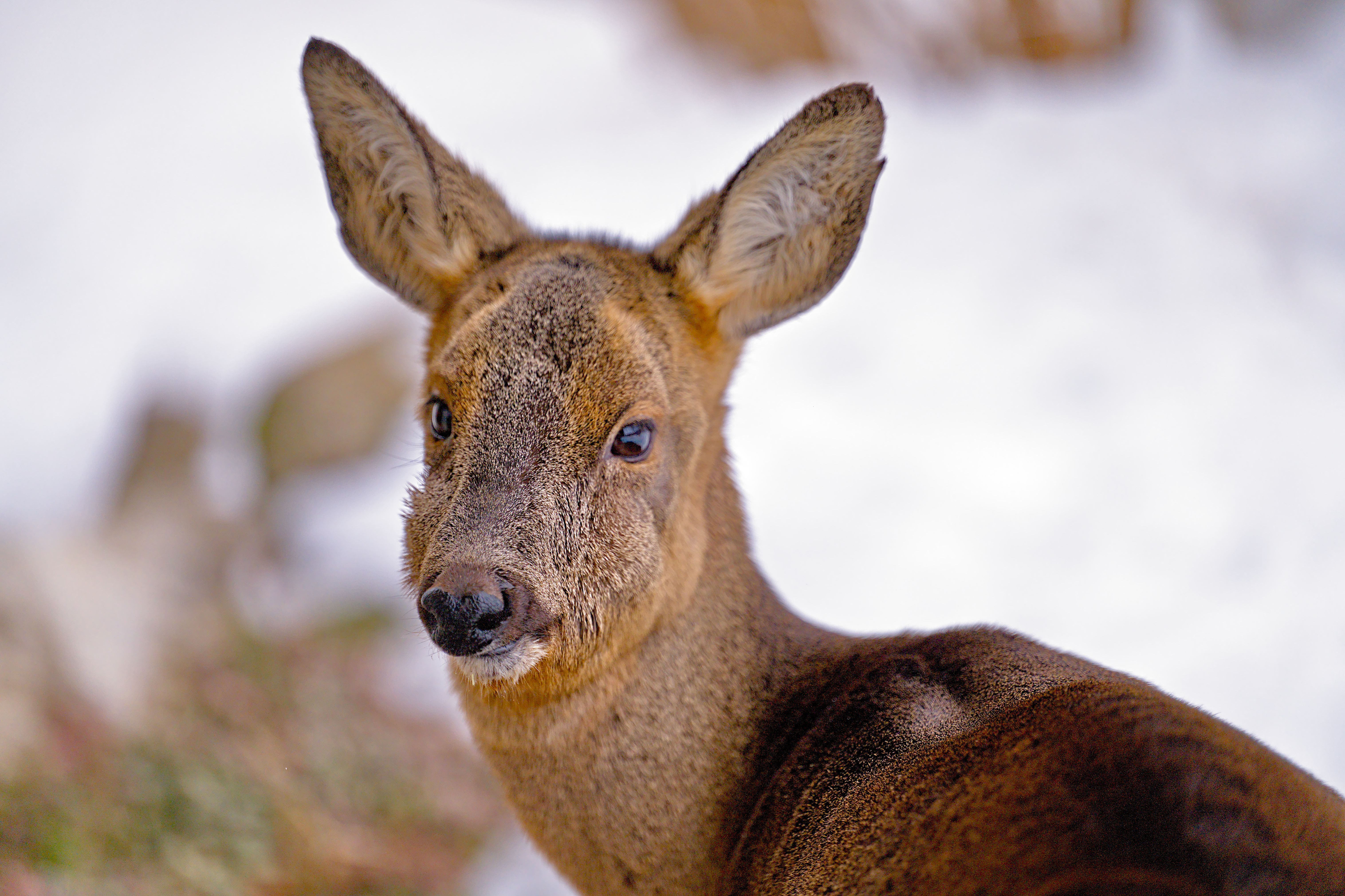 Close-Up of a Roe Deer in Winter Snow · Free Stock Photo