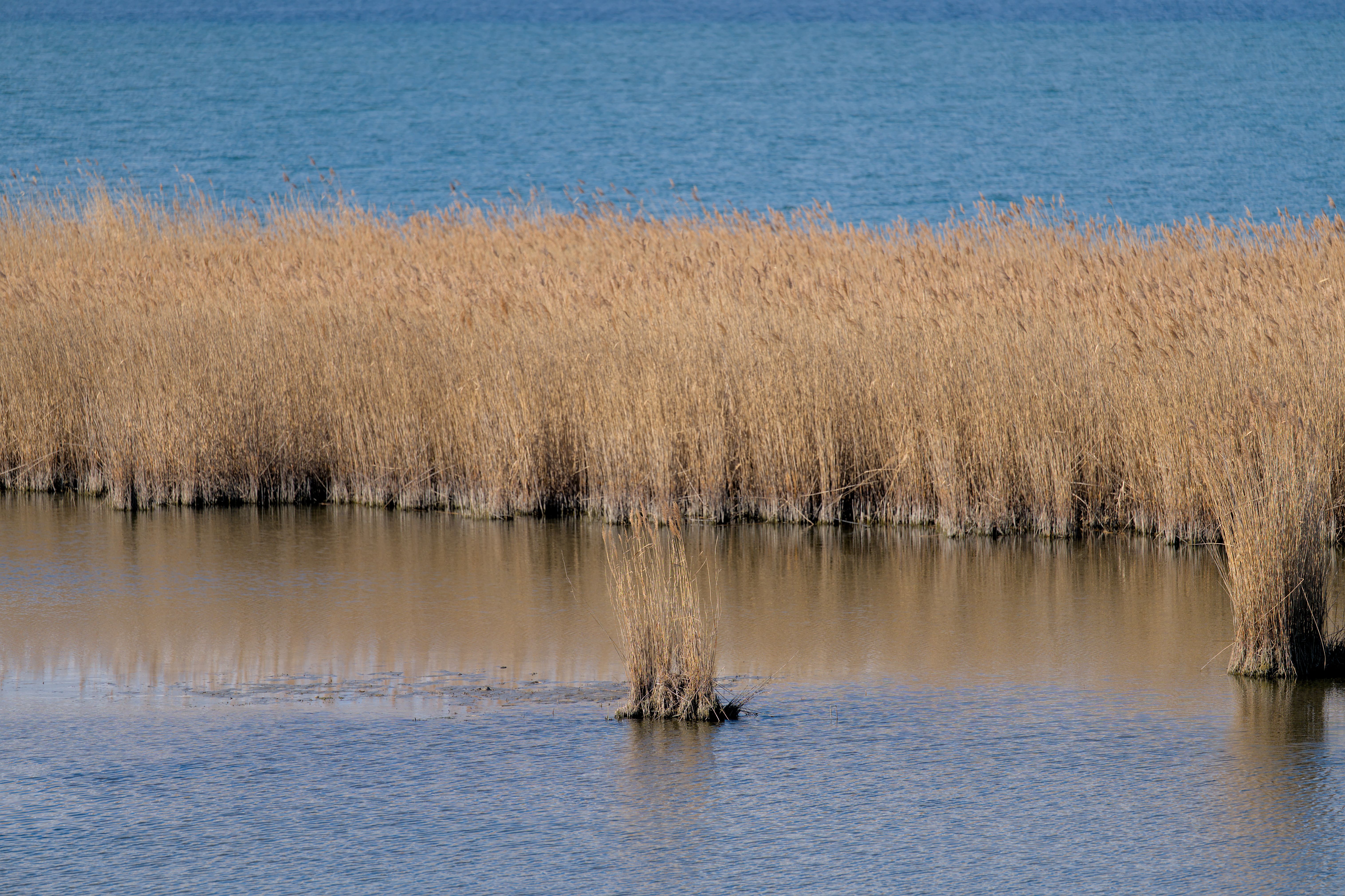 Serene Lakeside Reed Landscape in Spring · Free Stock Photo