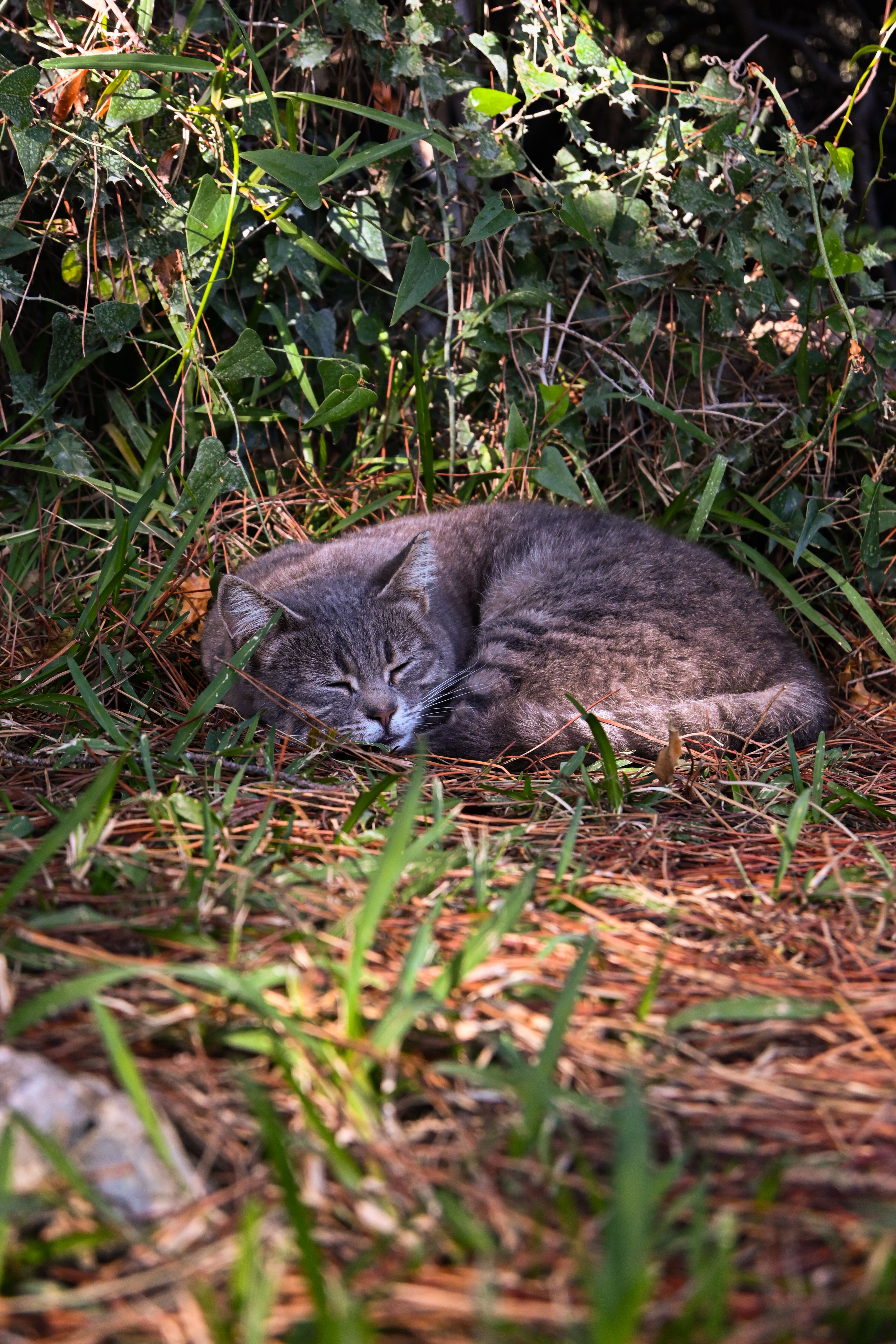 Wild Tabby Patroon Photos, Download The BEST Free Wild Tabby Patroon ...