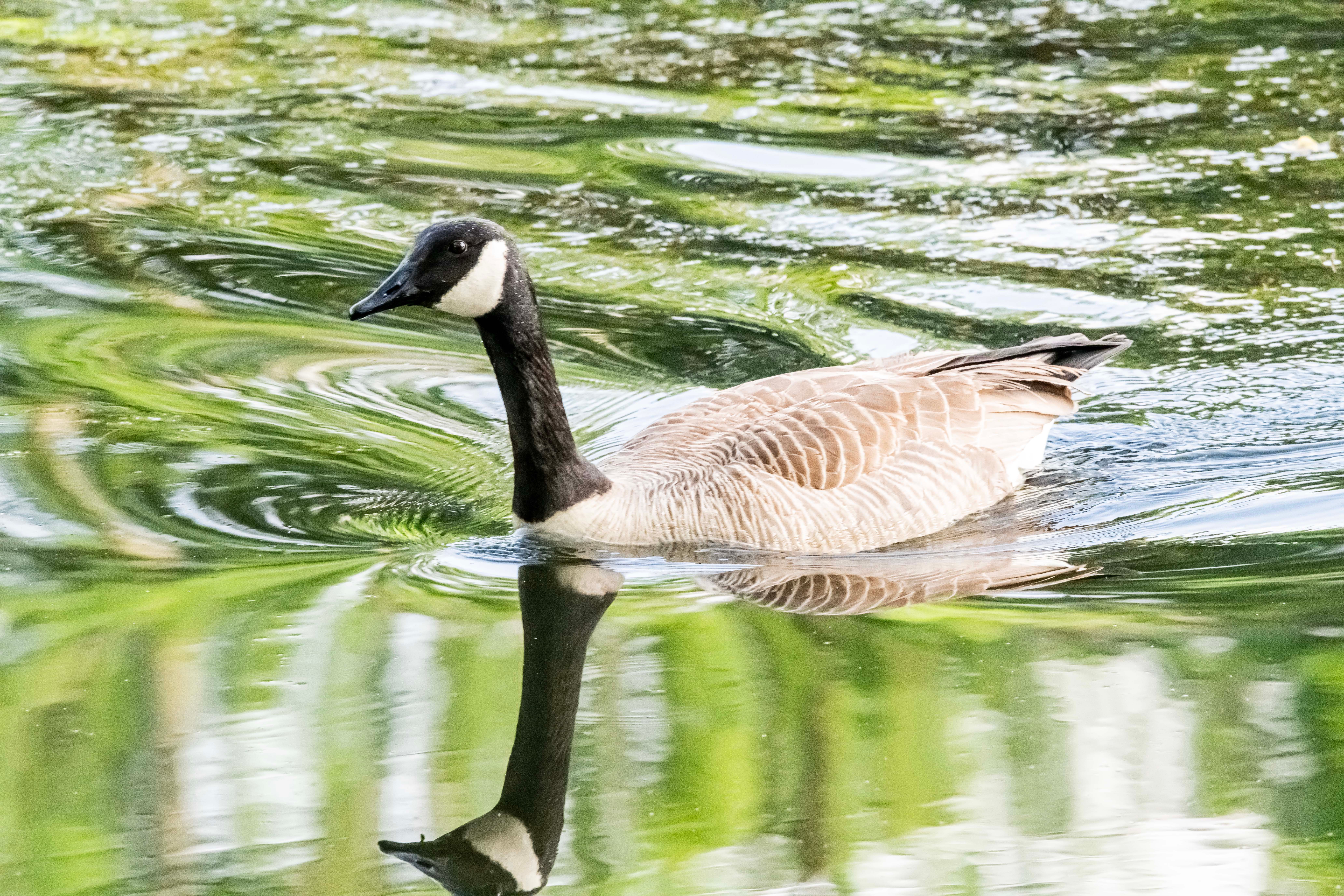 Serene Canada Goose Swimming in Pond · Free Stock Photo