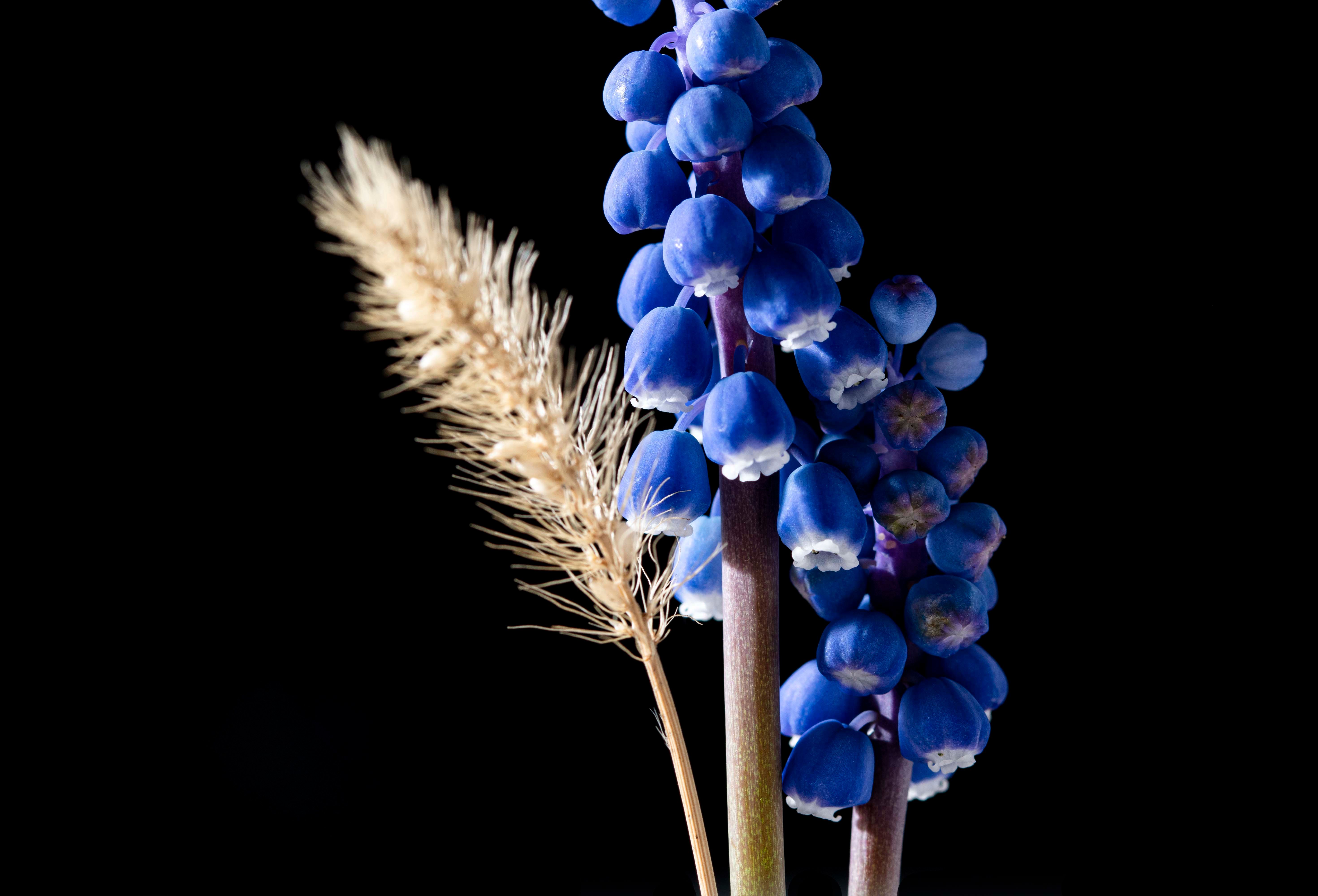 Close-up of Blue Hyacinths on Black Background · Free Stock Photo