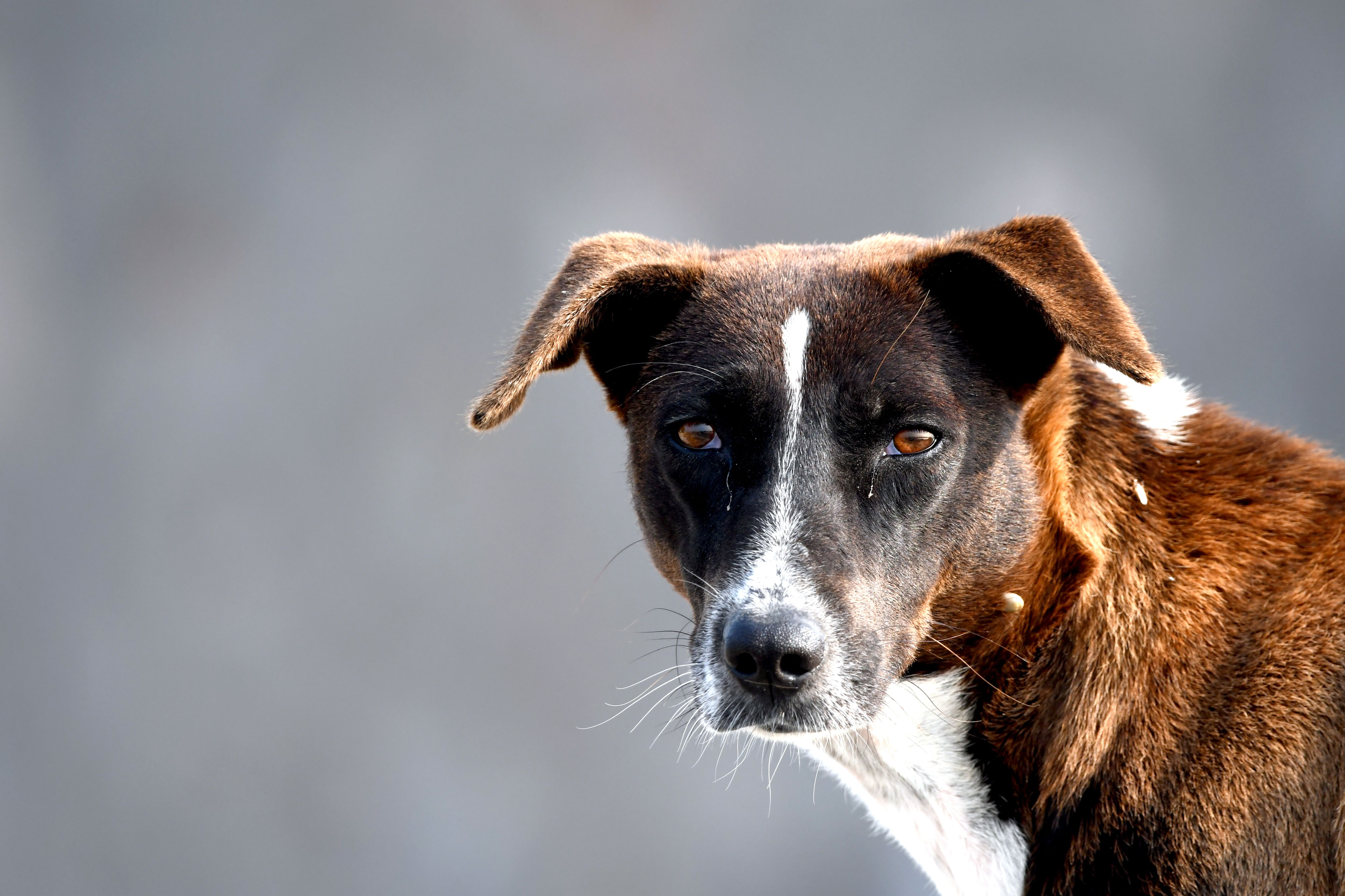 Portrait of a Stray Dog with Intense Gaze · Free Stock Photo