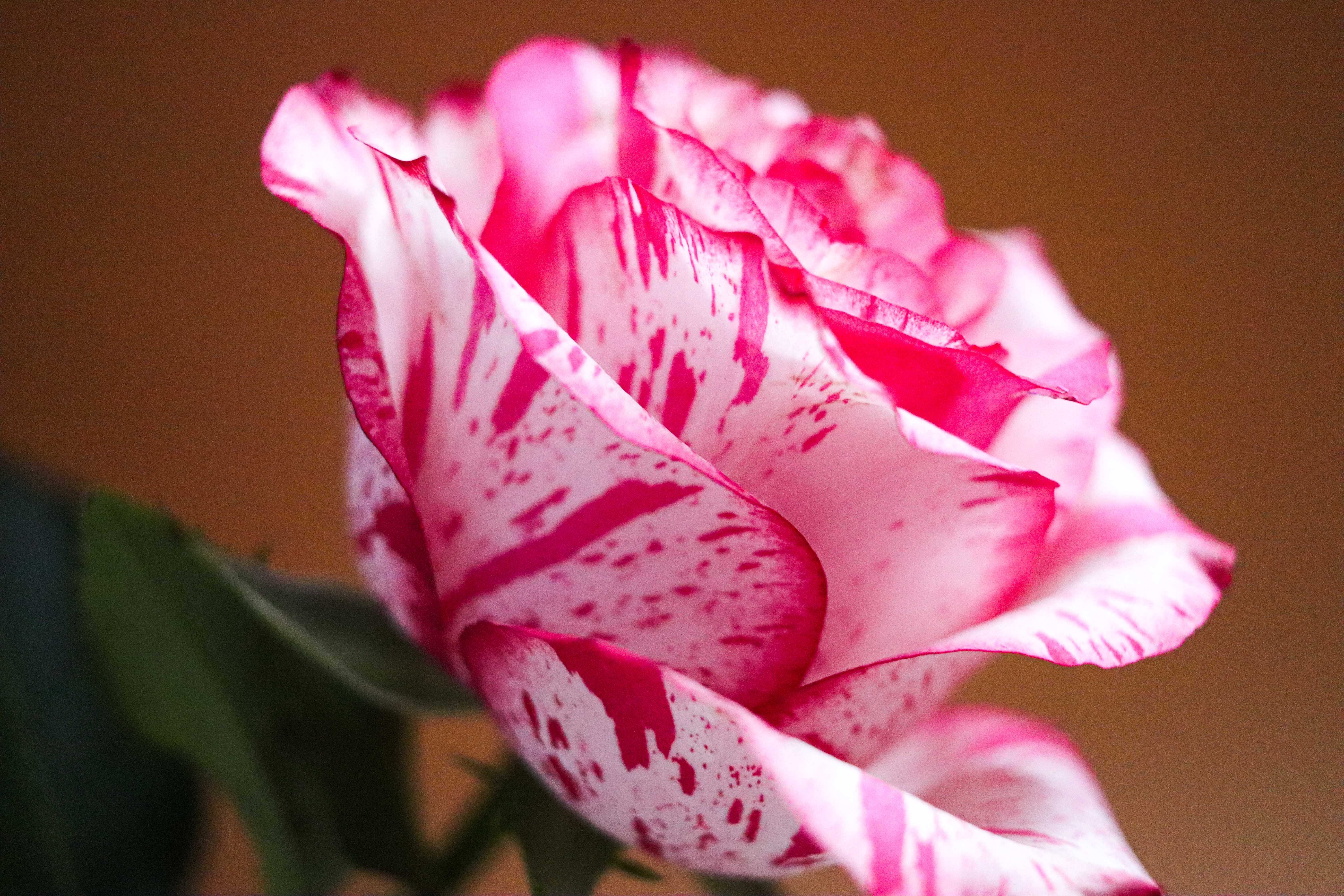 Vibrant Pink Rose with Unique Patterns · Free Stock Photo