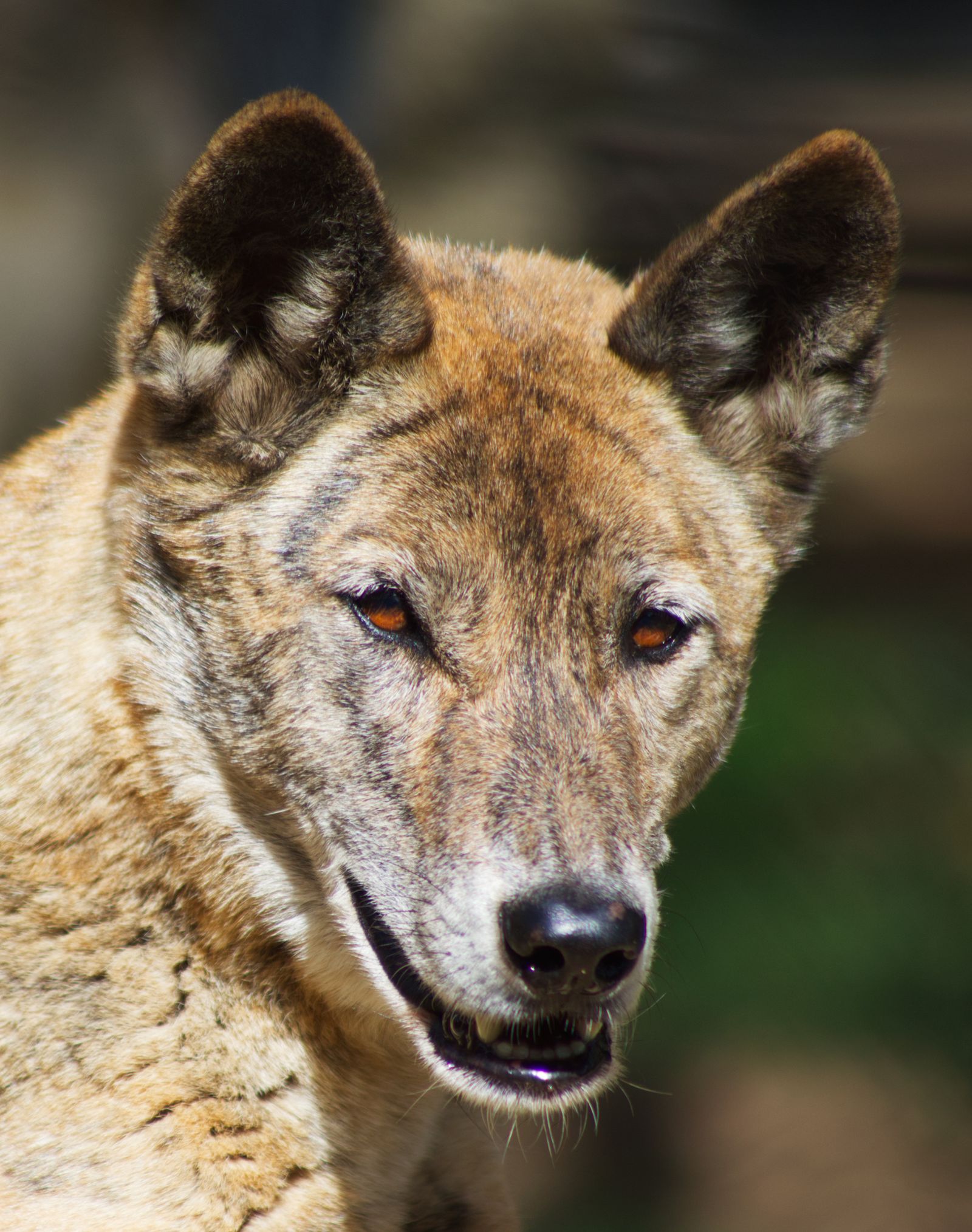 Australian Dingo Photos, Download The BEST Free Australian Dingo Stock ...