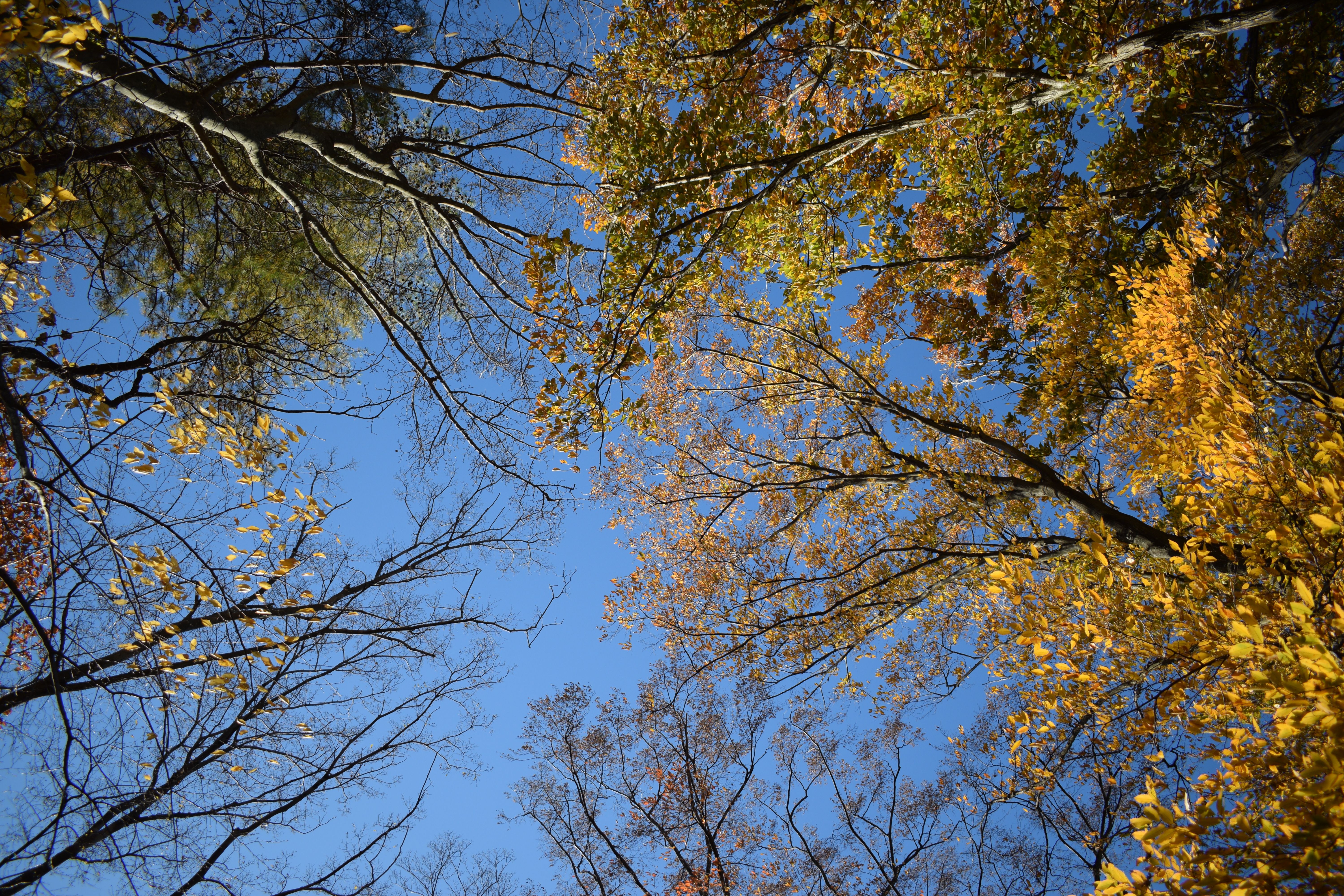 Vibrant Autumn Trees Against Clear Blue Sky · Free Stock Photo