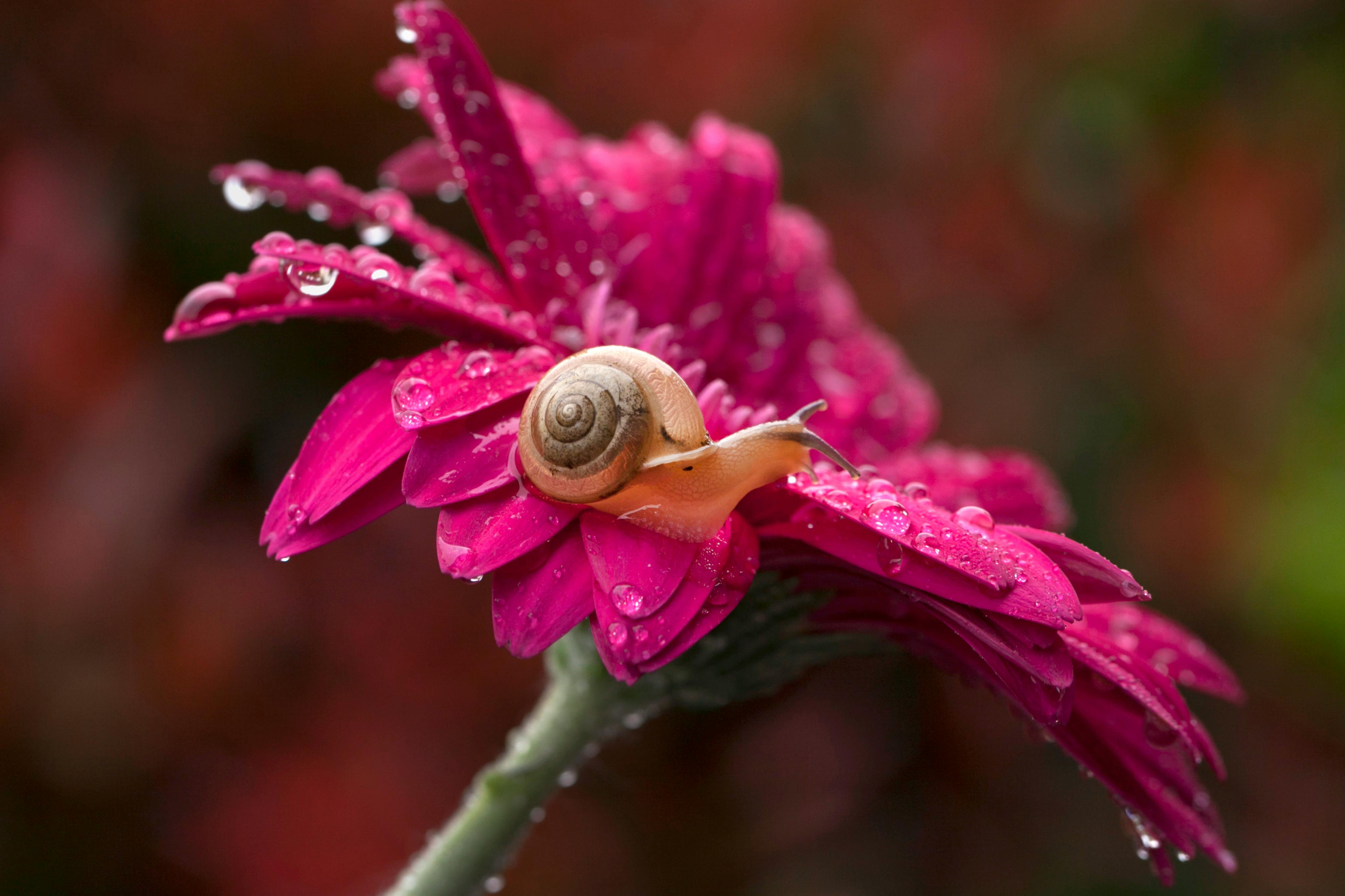 Helix+Flex+Ftr Photos, Download The BEST Free Helix+Flex+Ftr Stock ...