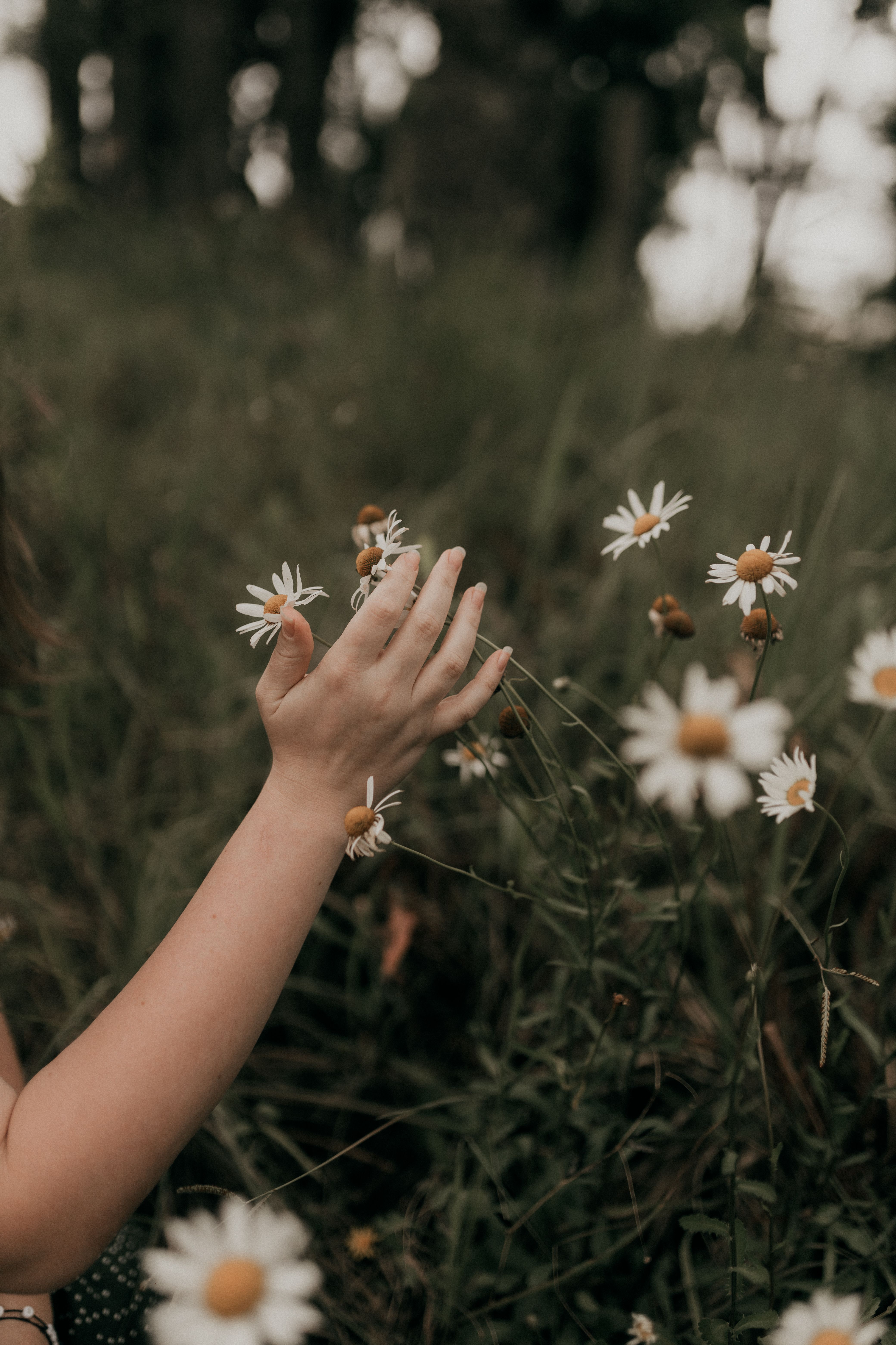 Delicate Hand Reaching for Daisies in Nature · Free Stock Photo