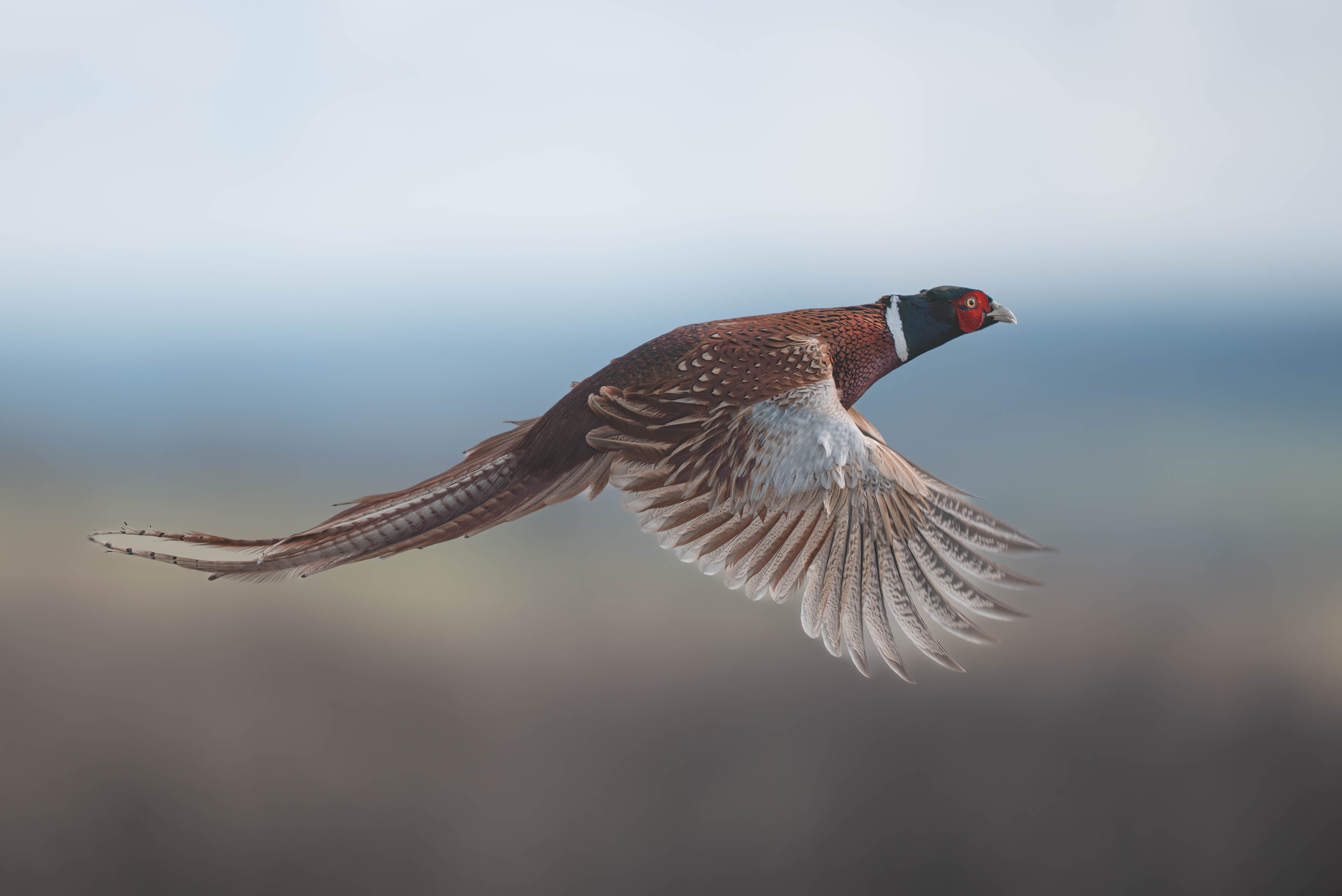 Pheasant Flying Photos, Download The BEST Free Pheasant Flying Stock ...