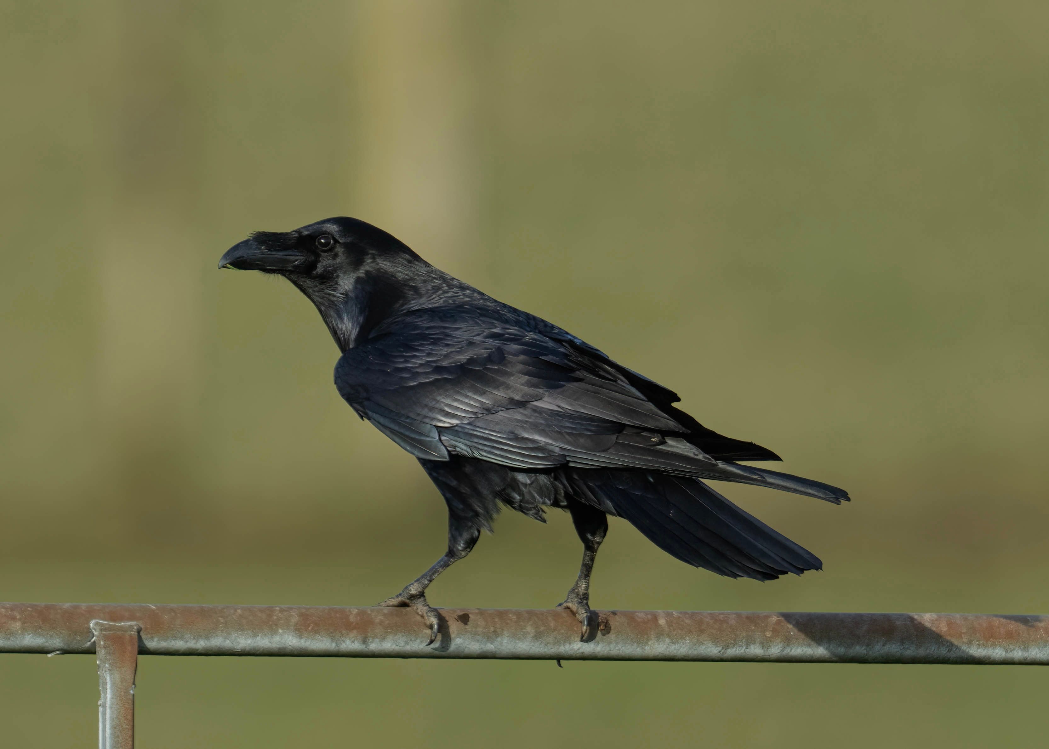 Close-Up of a Raven Perched Outdoors · Free Stock Photo