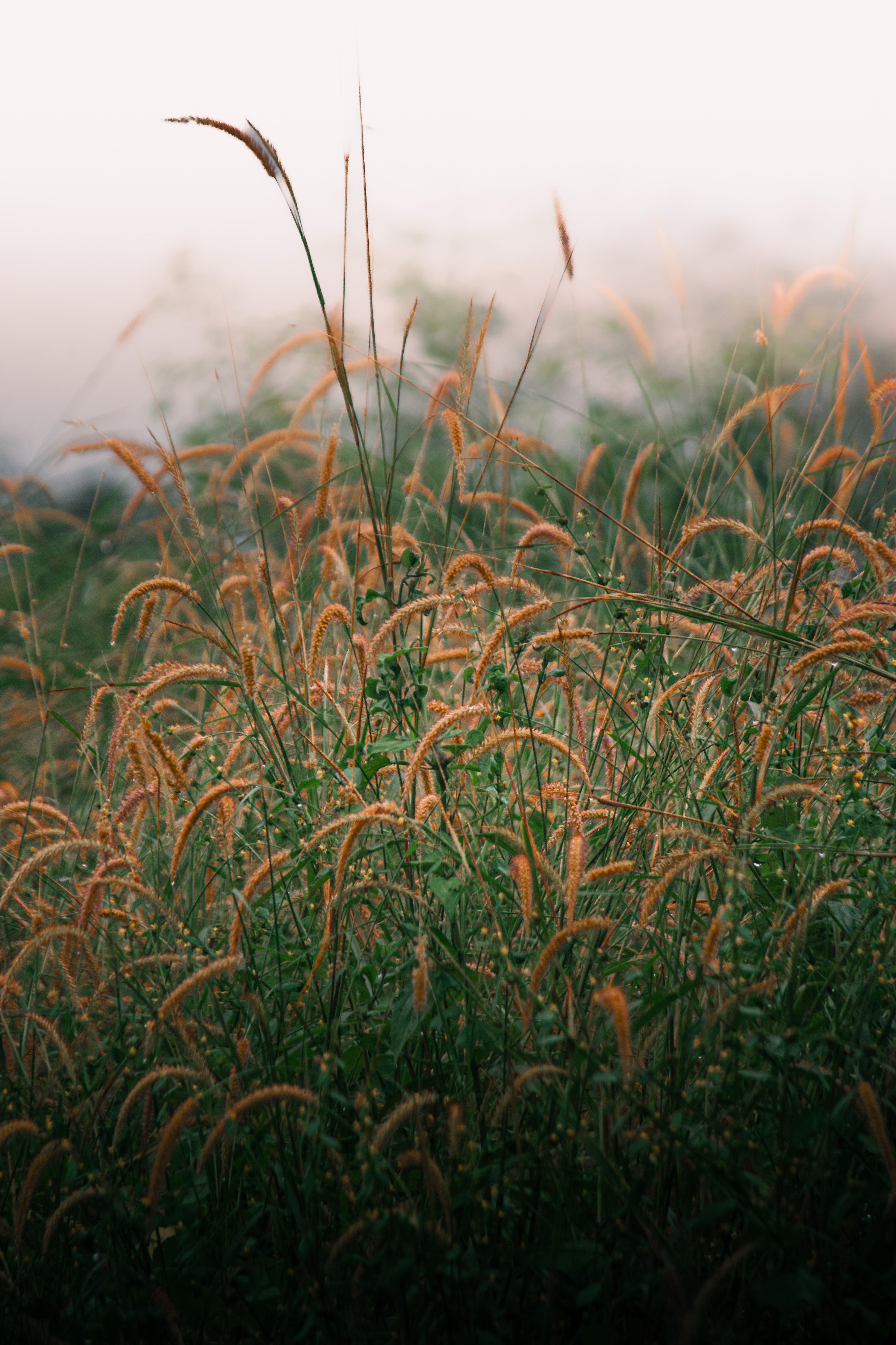 Grass 4k Photos, Download The BEST Free Grass 4k Stock Photos & HD Images