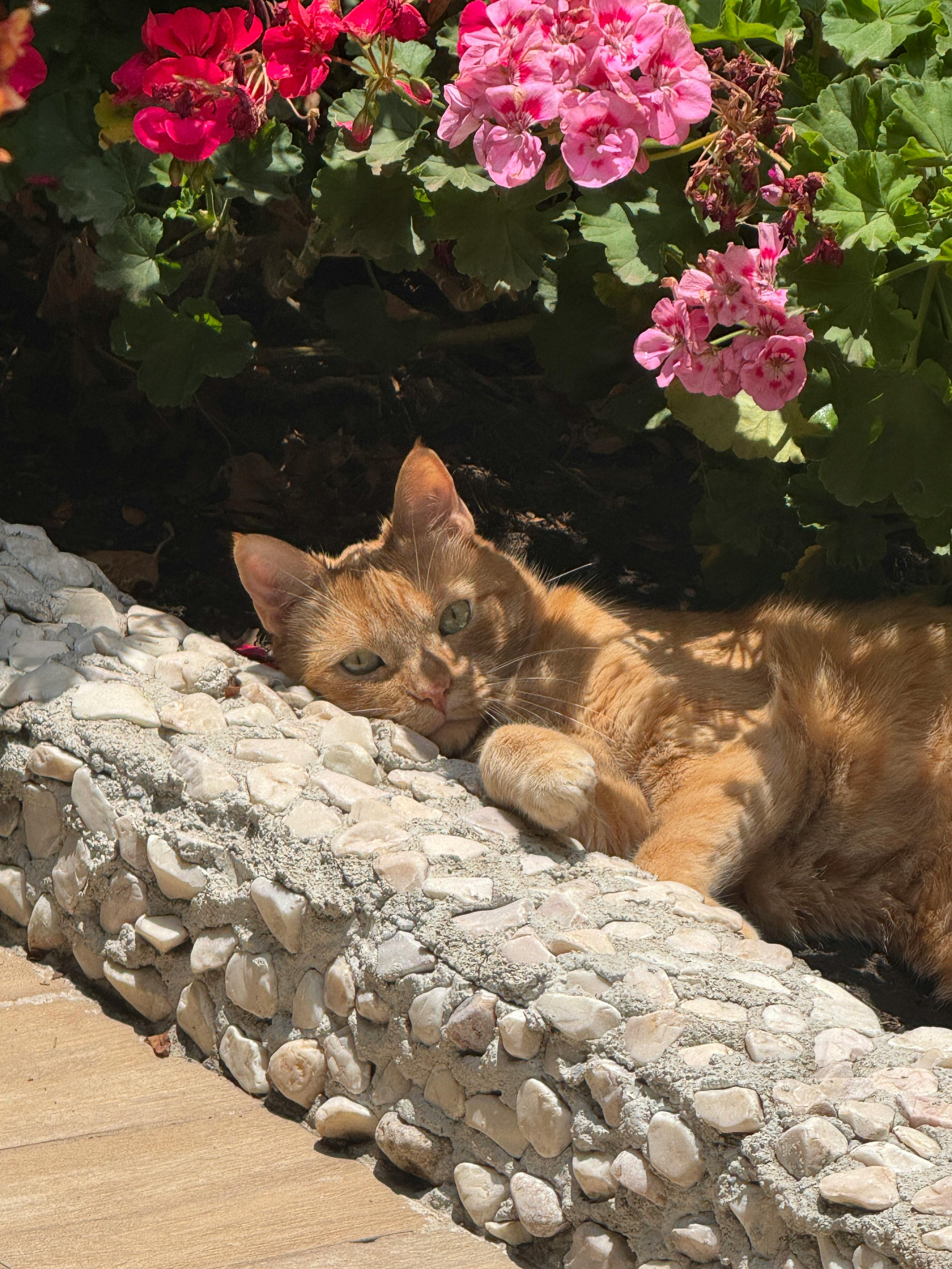 47.531+ Fotos y Imágenes de Alien cat Gratis · Banco de Fotos Gratis