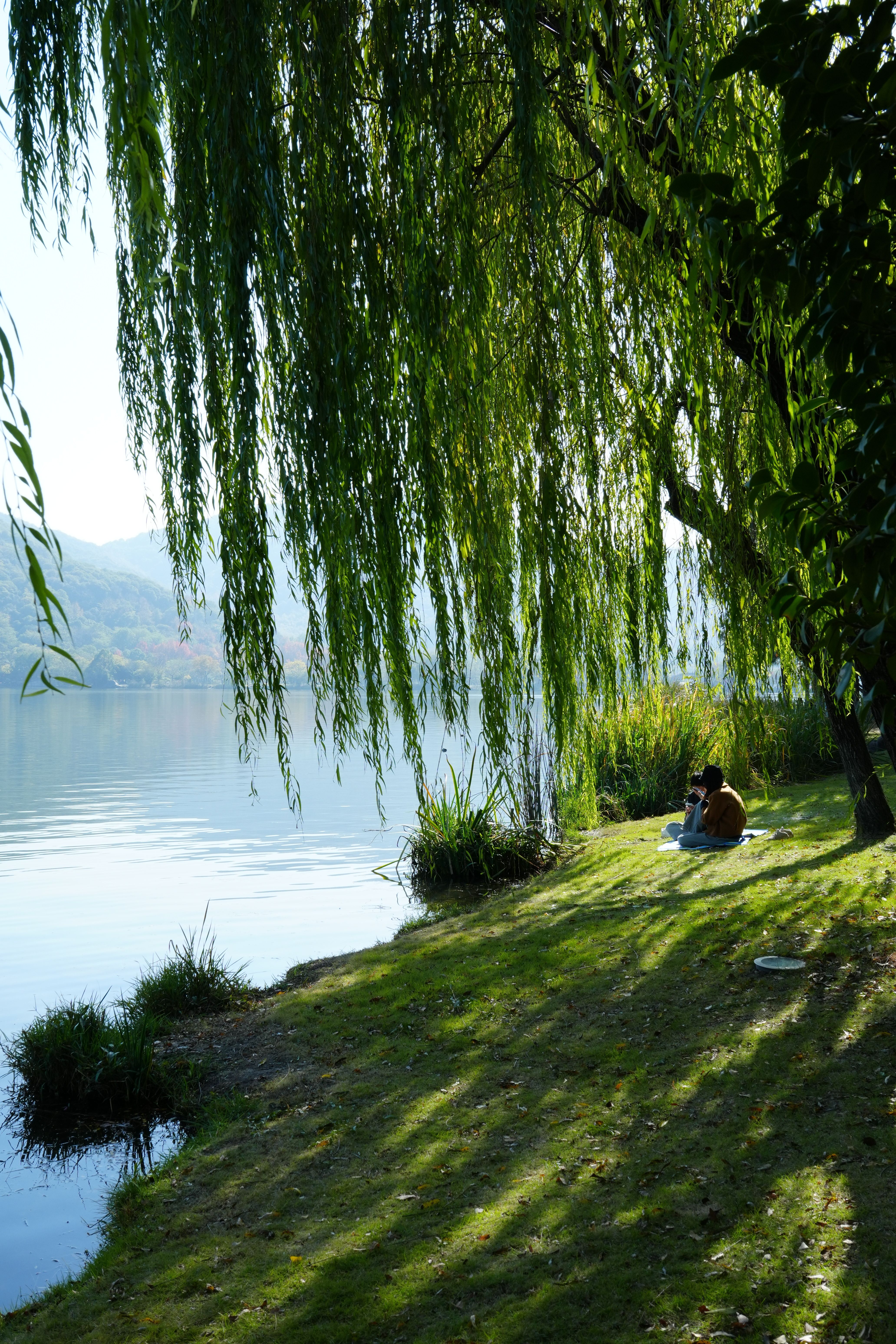 Tranquil Lakeside Scene with Willow Trees · Free Stock Photo