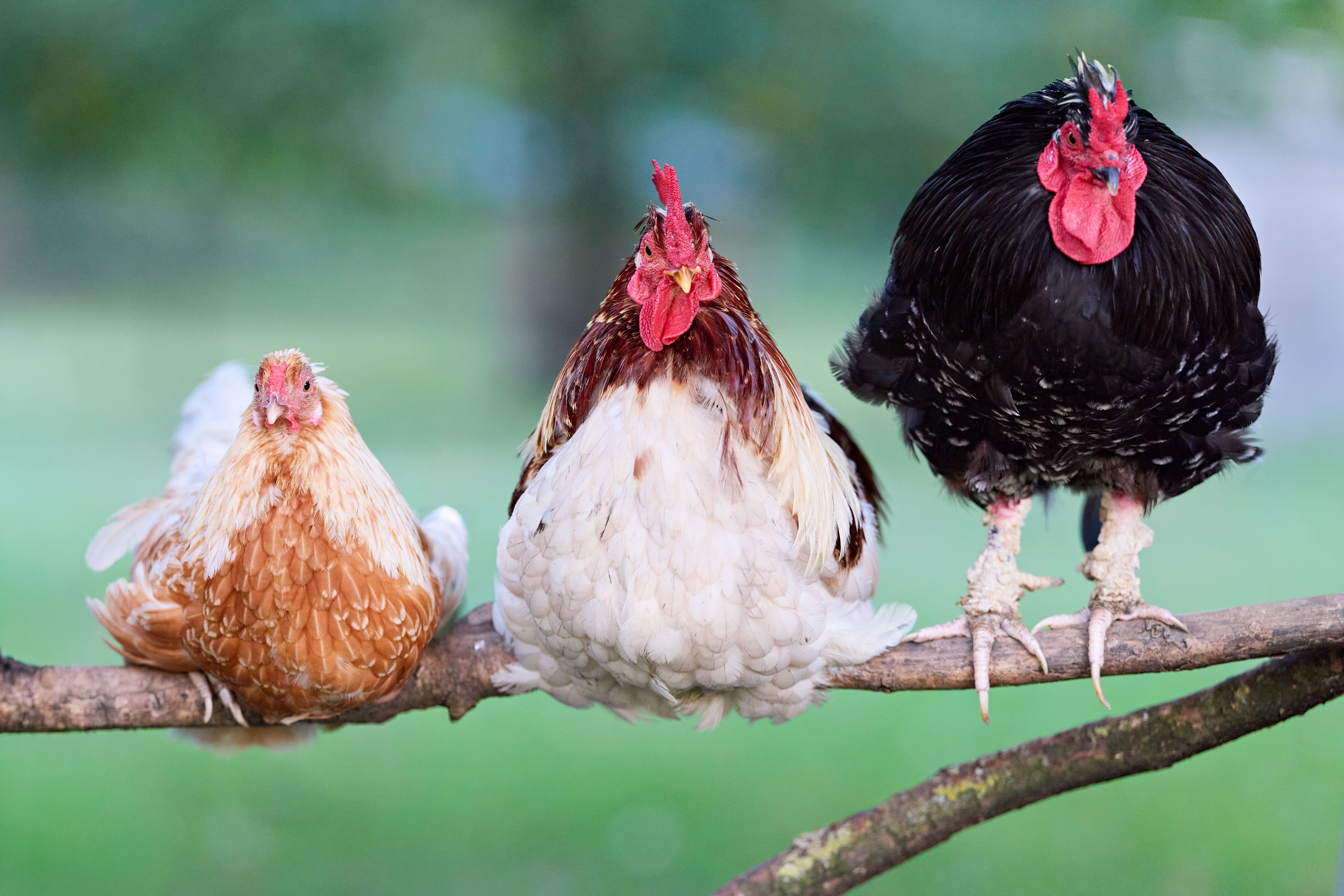 Funny Chicken Photos, Download The BEST Free Funny Chicken Stock Photos ...