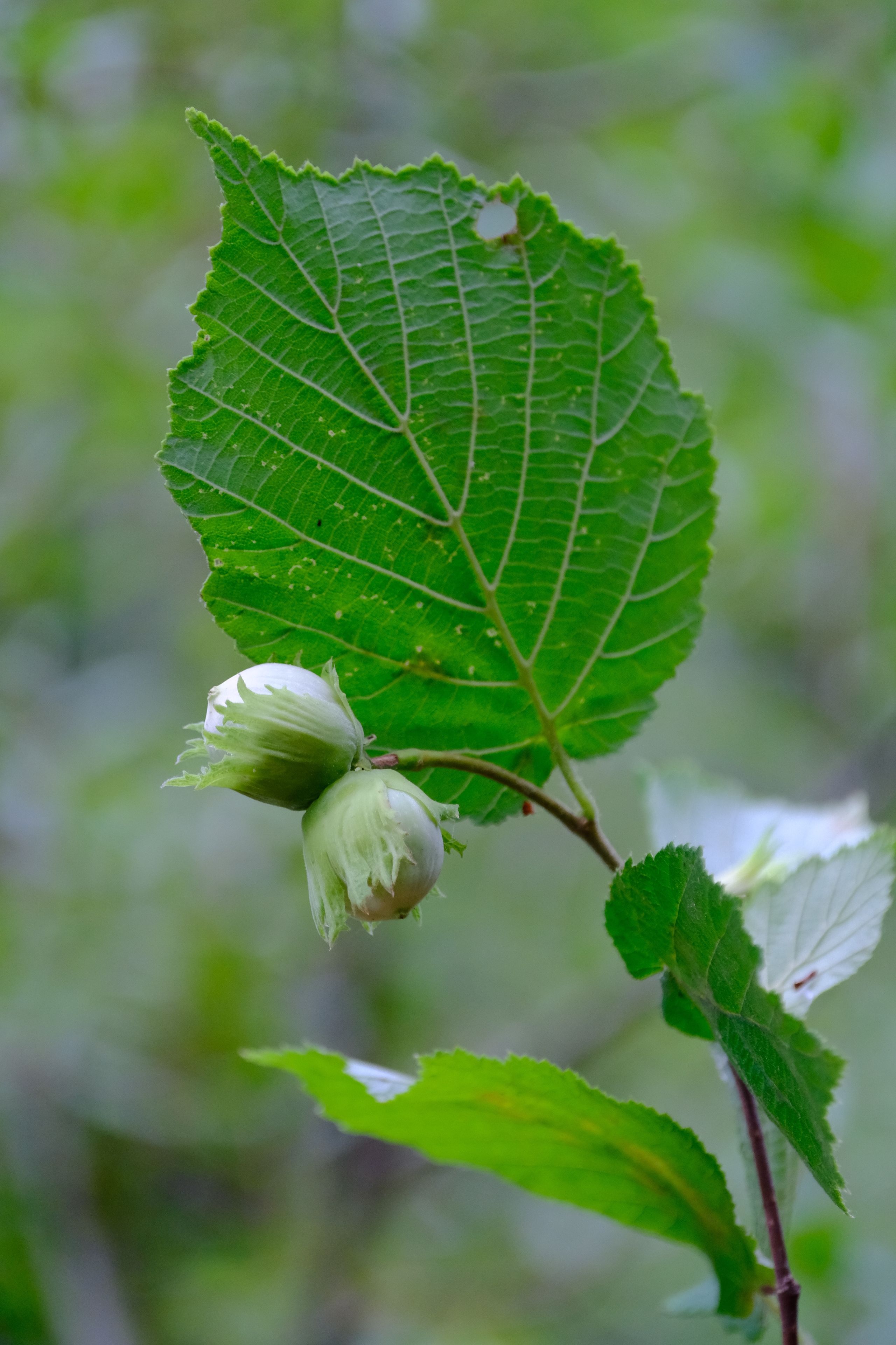 Hazel Photos, Download The BEST Free Hazel Stock Photos & HD Images