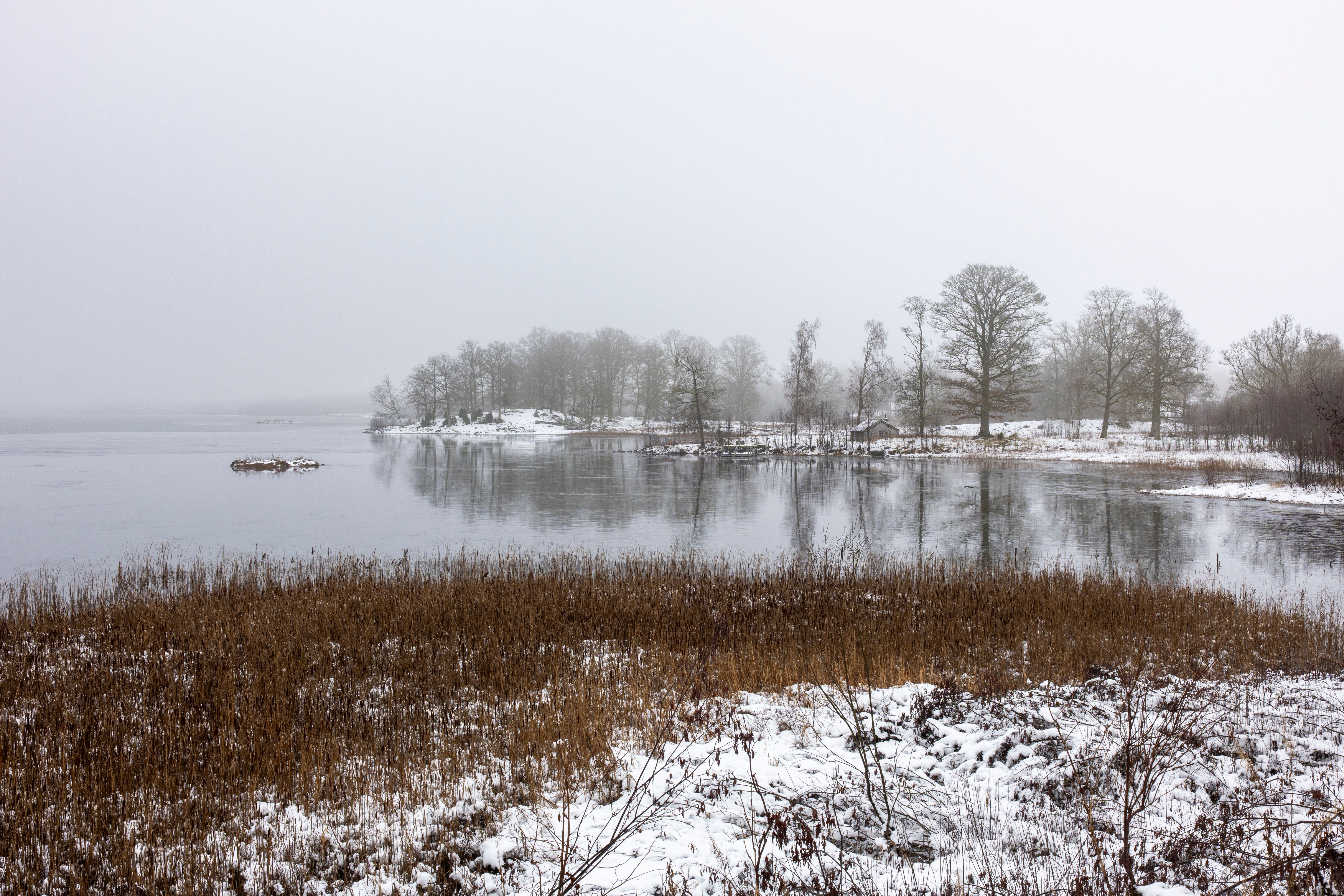Misty Winter Landscape with Snowy Lake View · Free Stock Photo