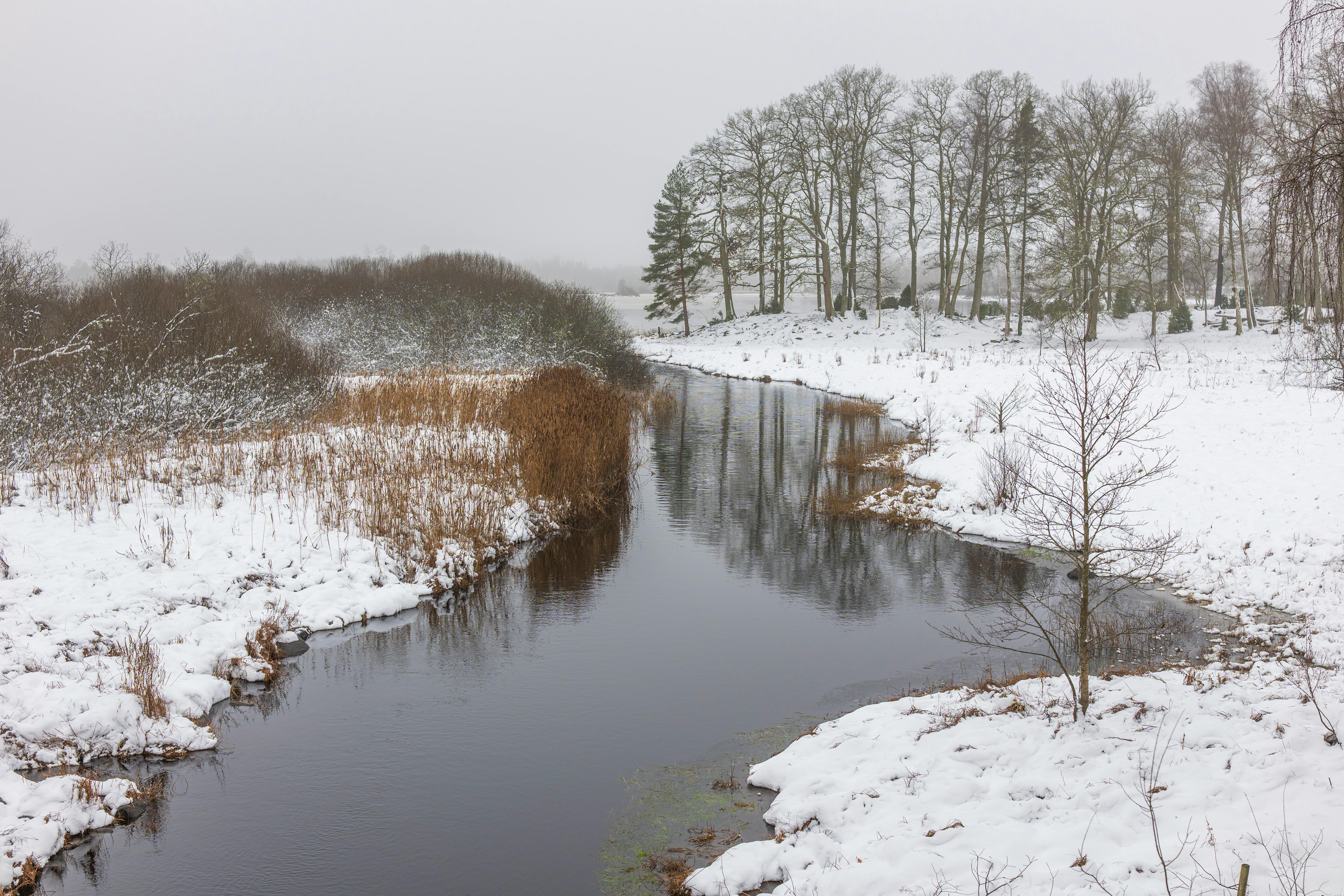 Serene Snowy River Landscape in Winter · Free Stock Photo