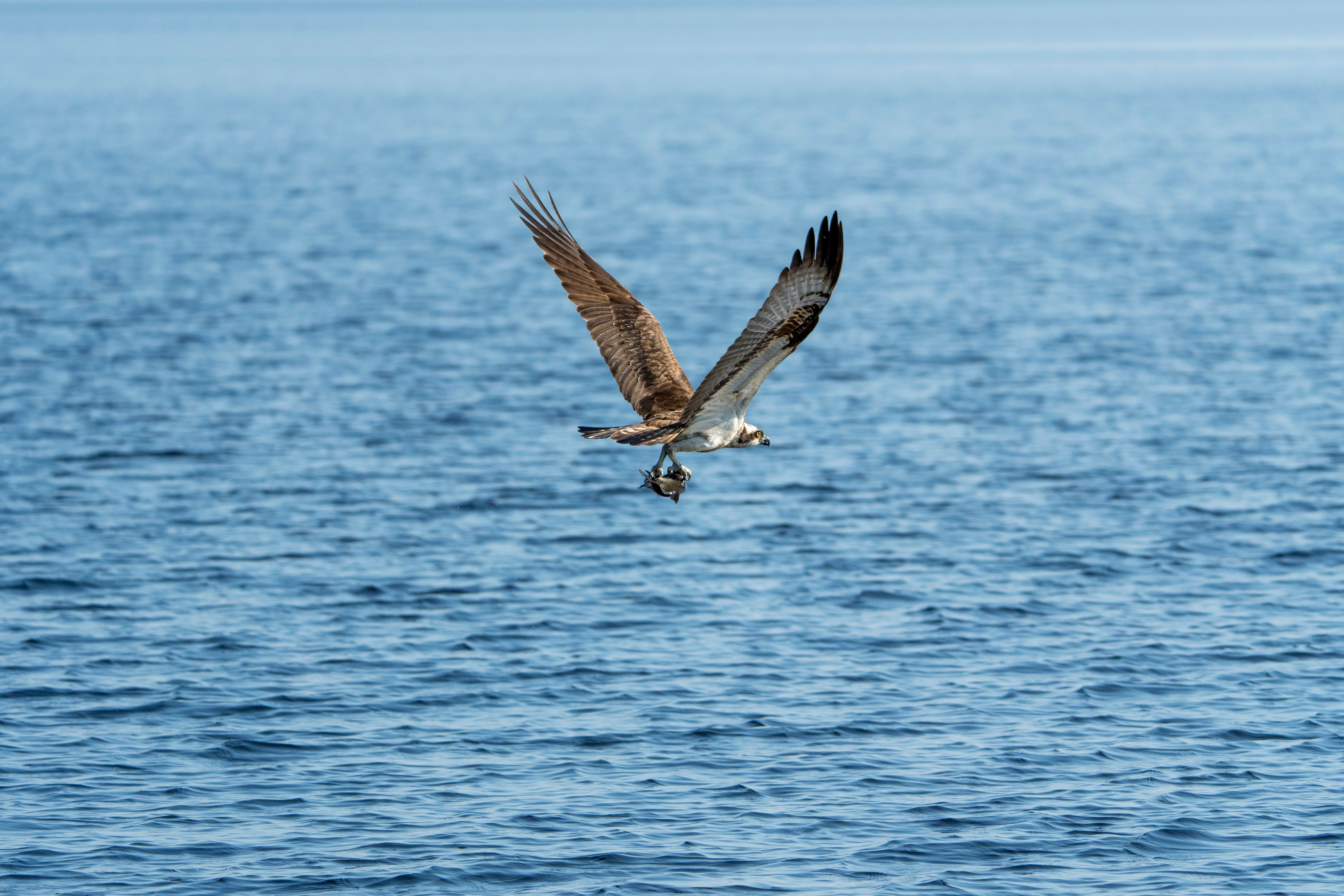 Osprey Soaring Over Ocean With Fish in Claws · Free Stock Photo