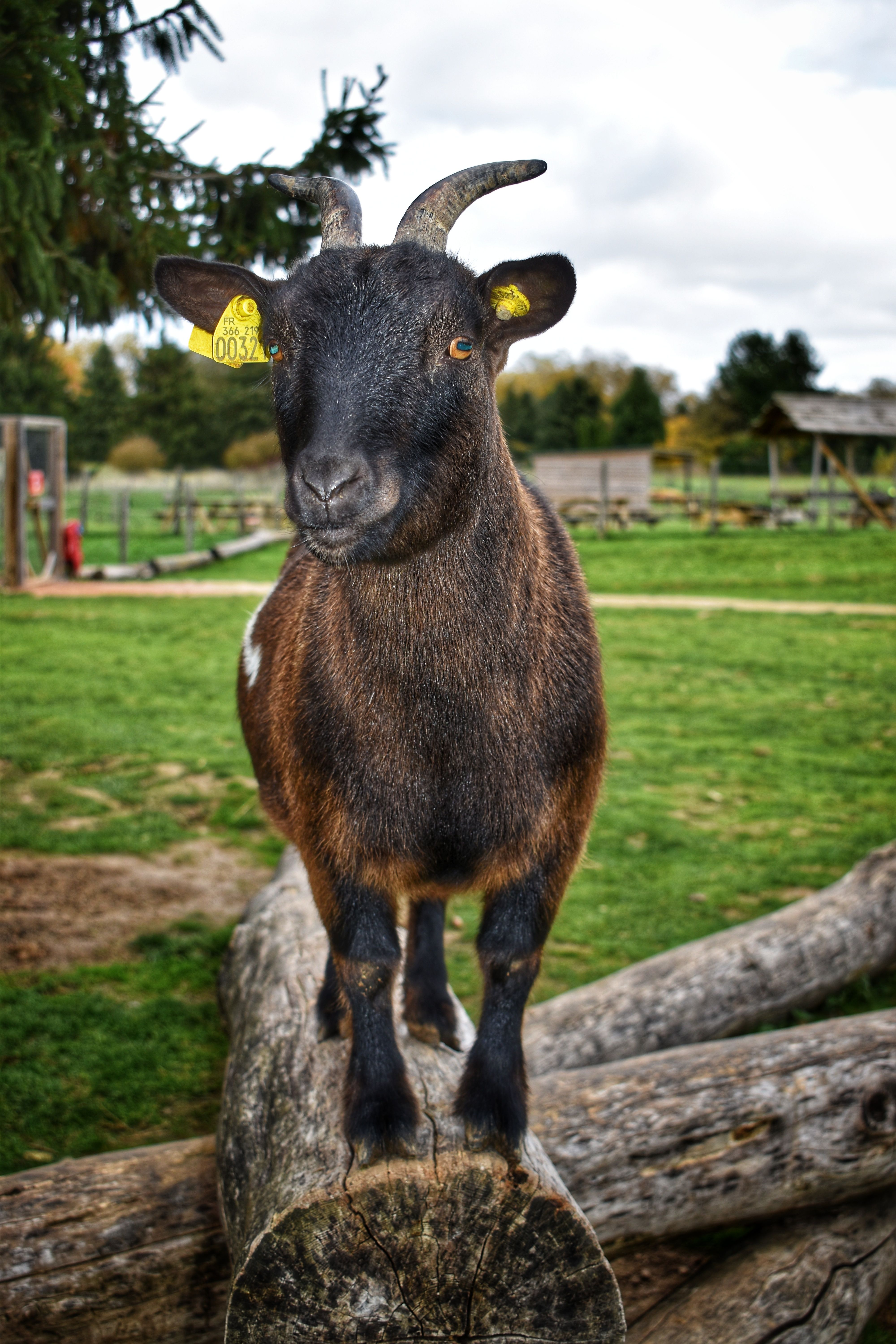Zoo+Slit Photos, Download The BEST Free Zoo+Slit Stock Photos & HD Images