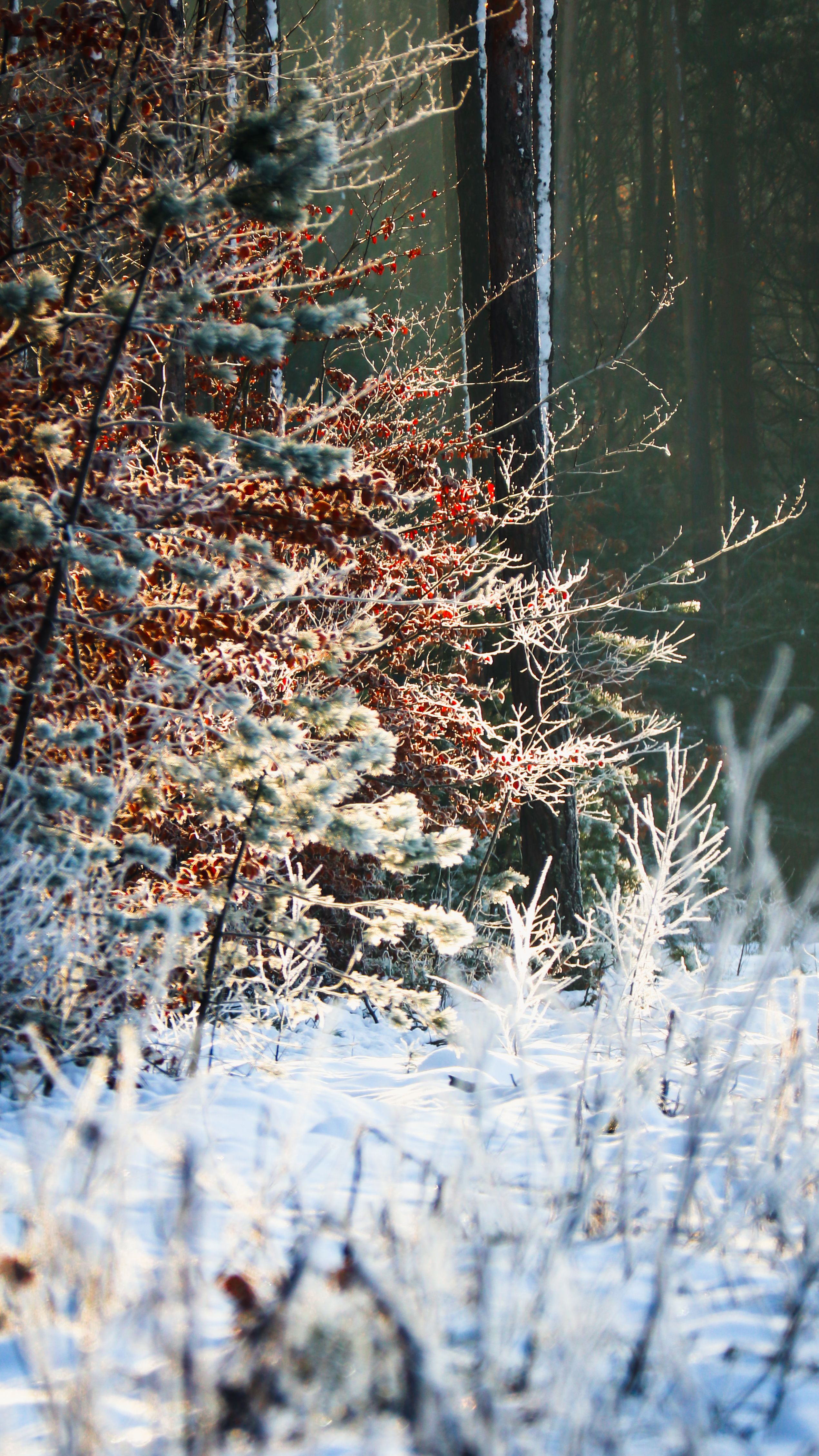 Winter Forest Scene in Poland with Frost · Free Stock Photo