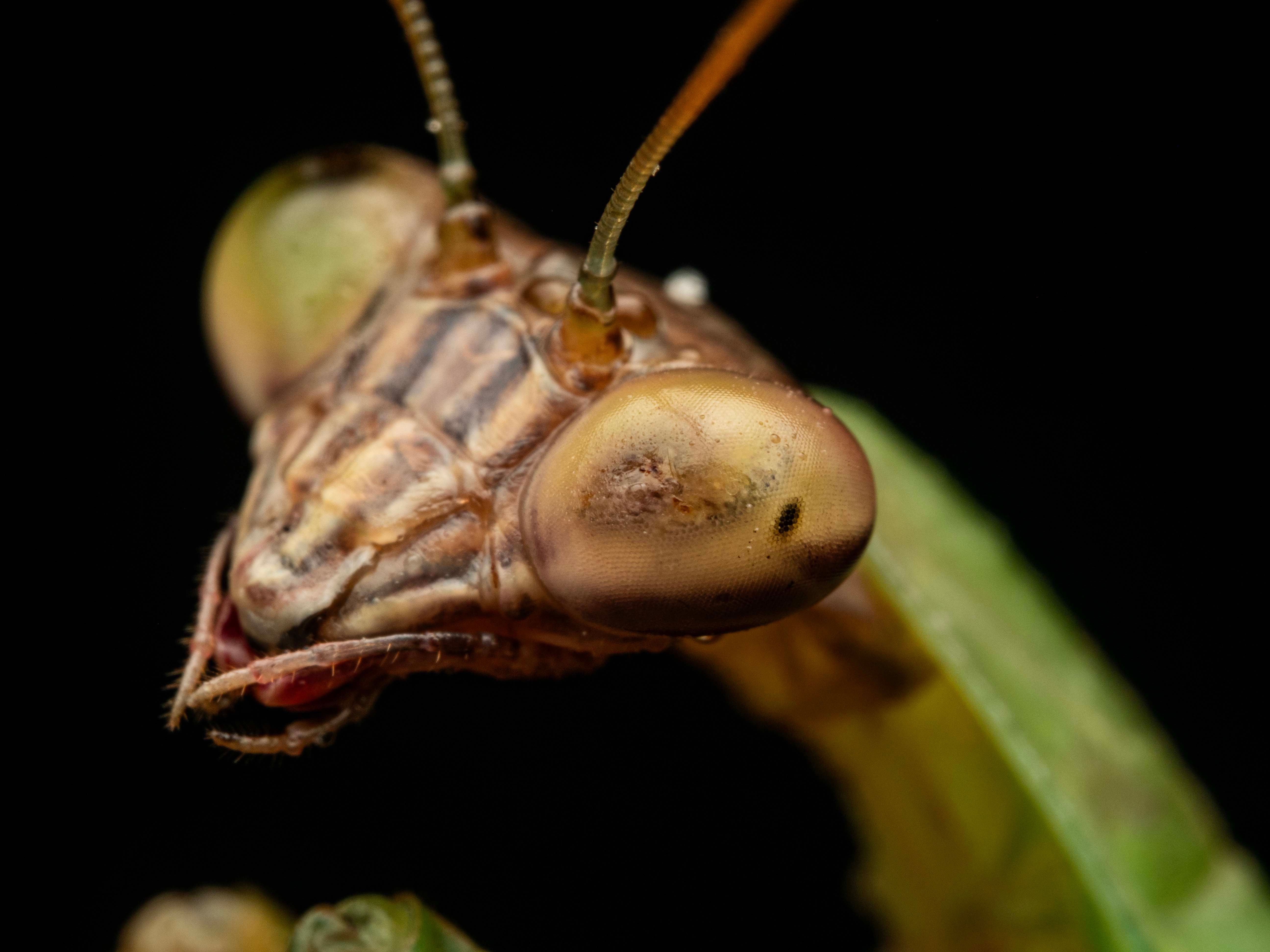Primer Plano De La Cabeza De Una Mantis Religiosa · Foto de stock gratuita