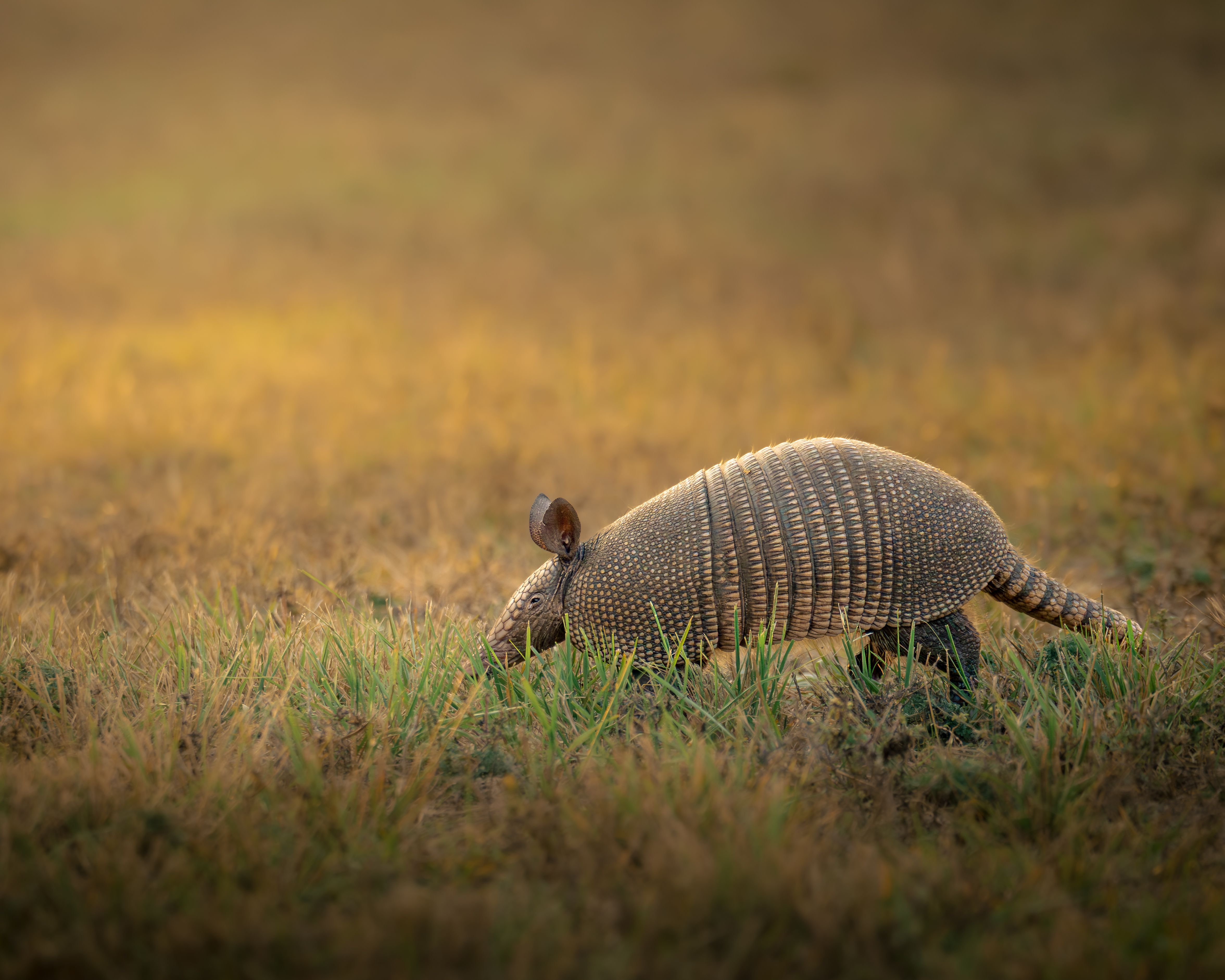 Armadillo Foraging in Golden Grassland · Free Stock Photo