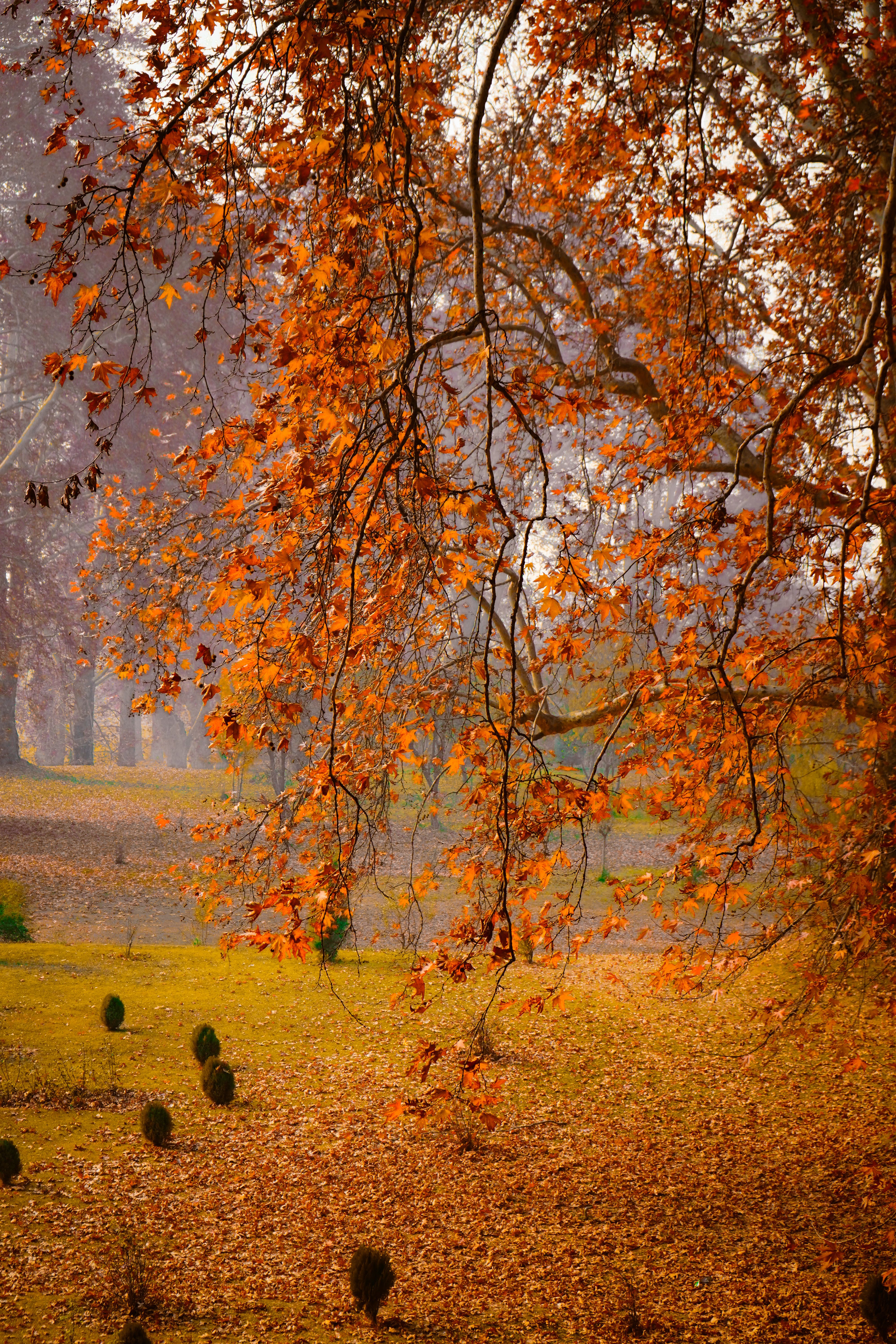 Autumn Foliage in Srinagar's Scenic Park · Free Stock Photo