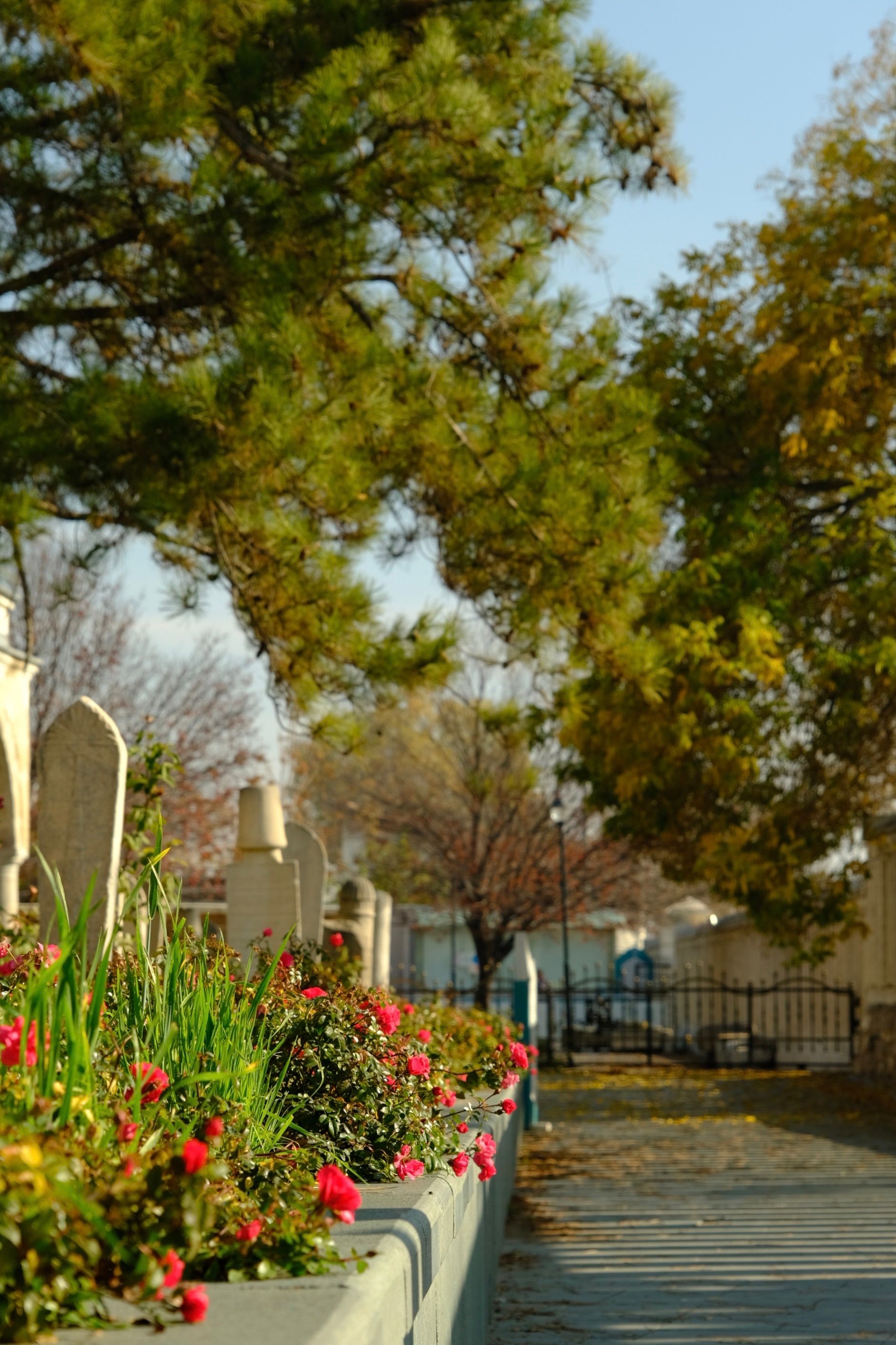 Peaceful Cemetery Path in Autumn Light · Free Stock Photo