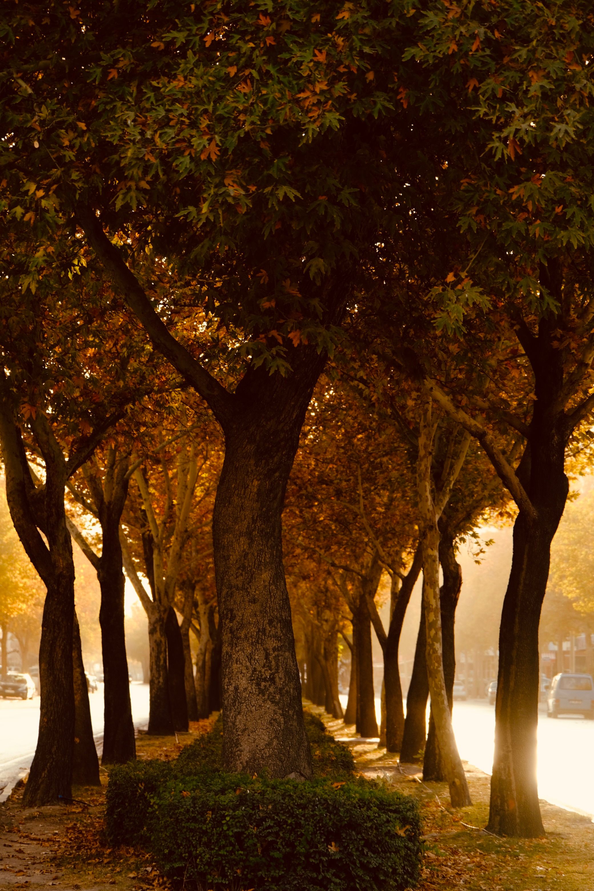 Sunlit Autumn Trees Lining a Pathway · Free Stock Photo