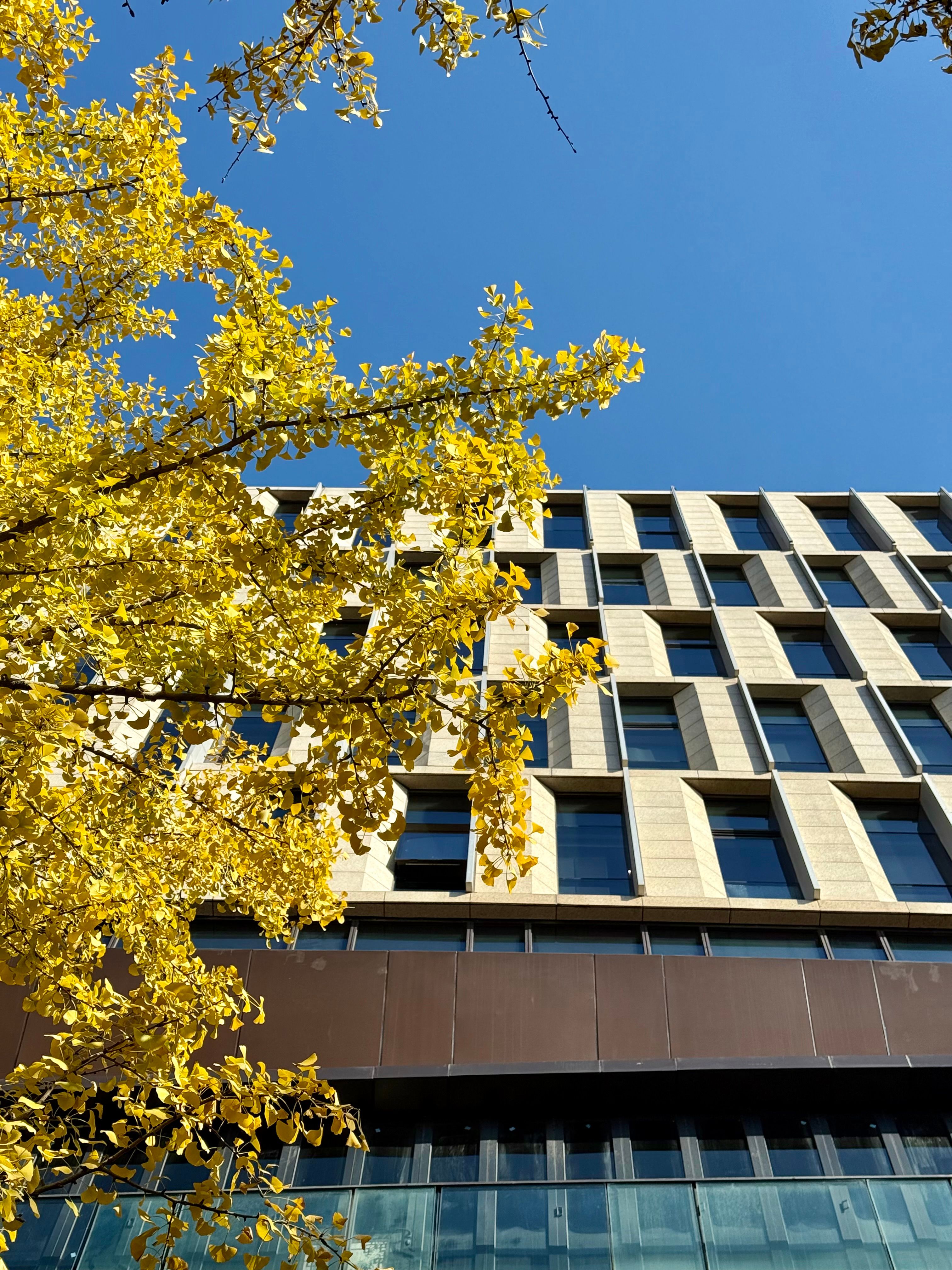 Modern Building with Autumn Foliage · Free Stock Photo