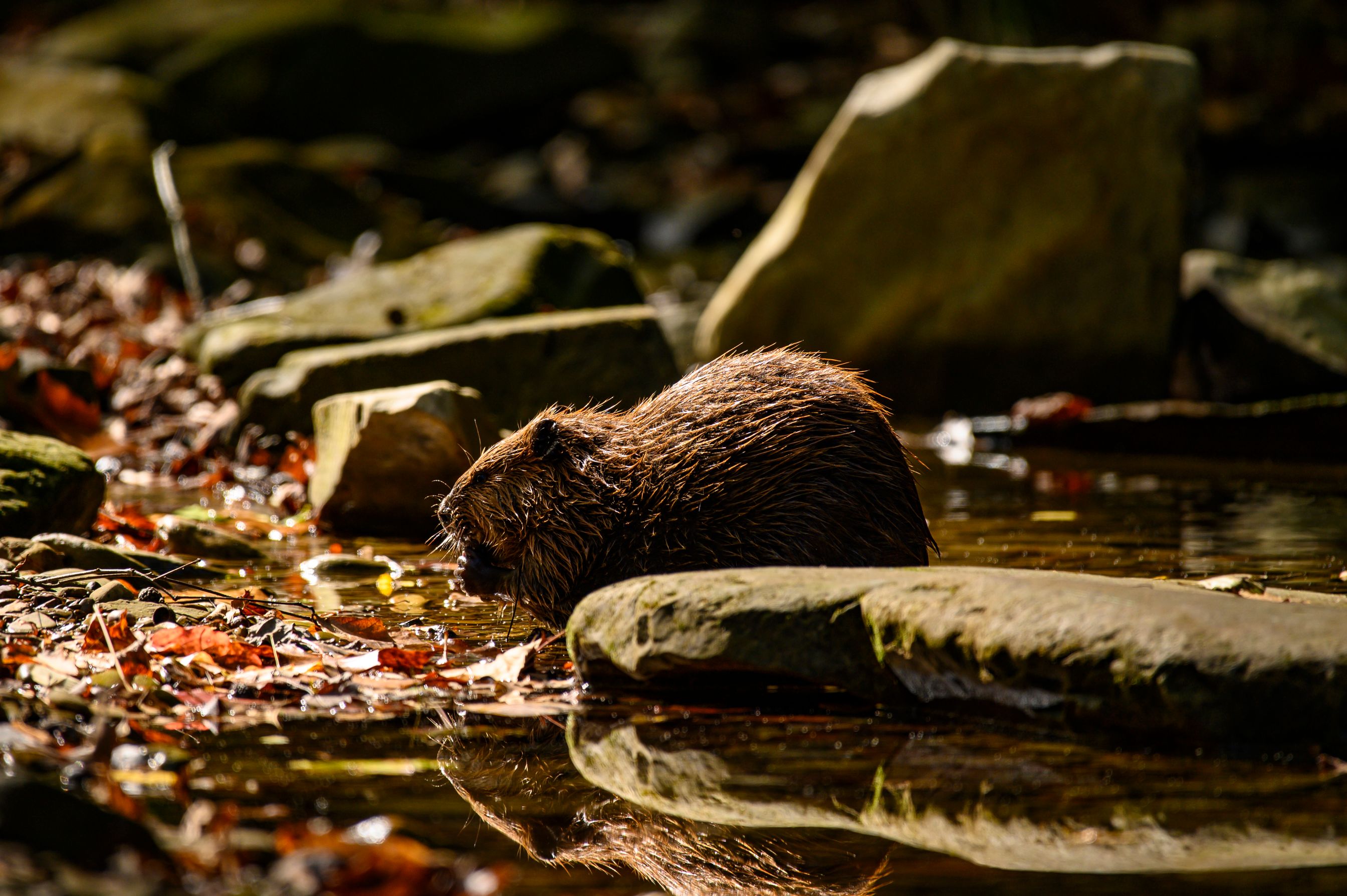 American Beaver in Autumn Stream · Free Stock Photo