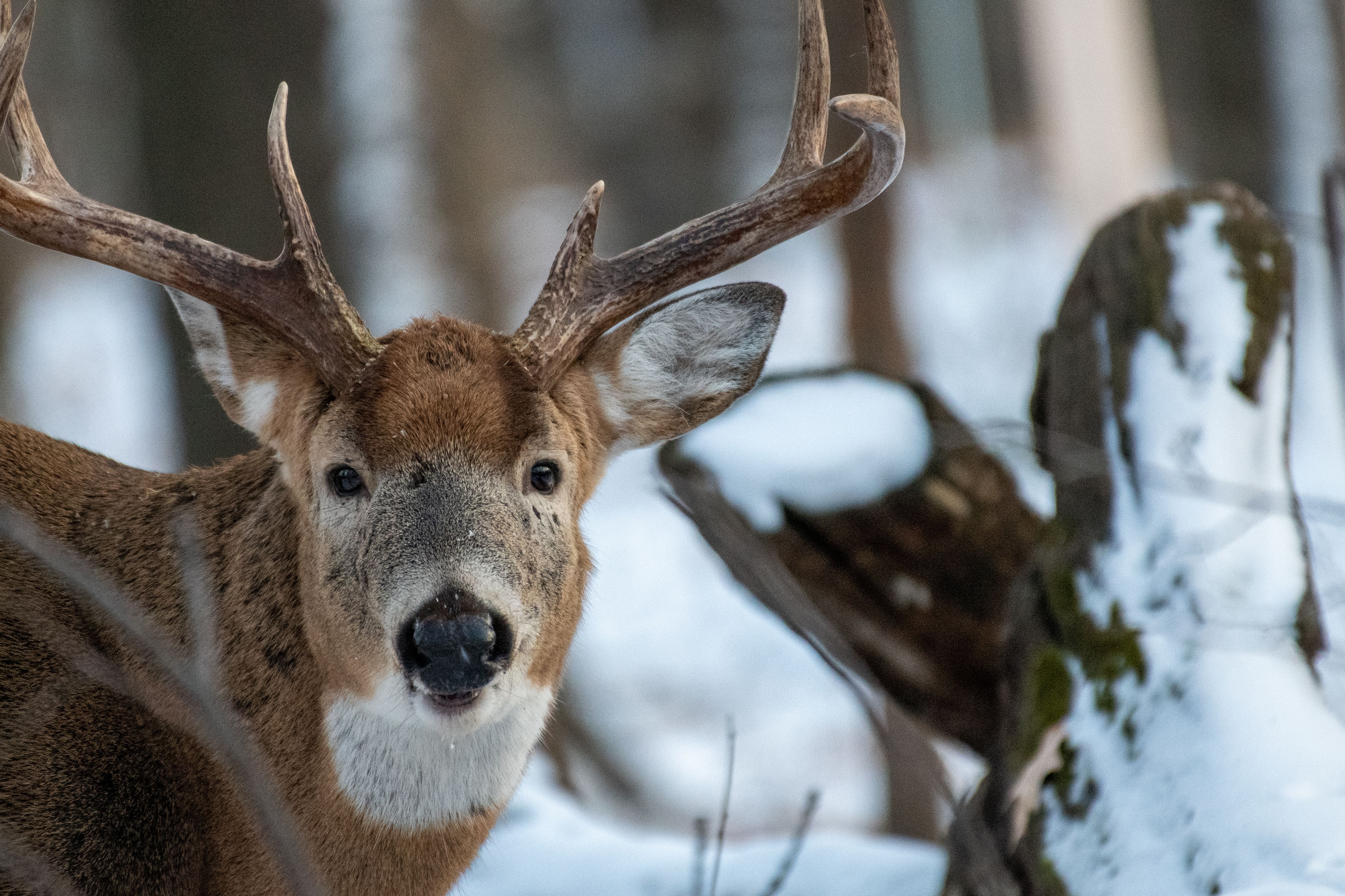 Photo gratuite de amoureux de la nature, animal, animal sauvage, calme ...