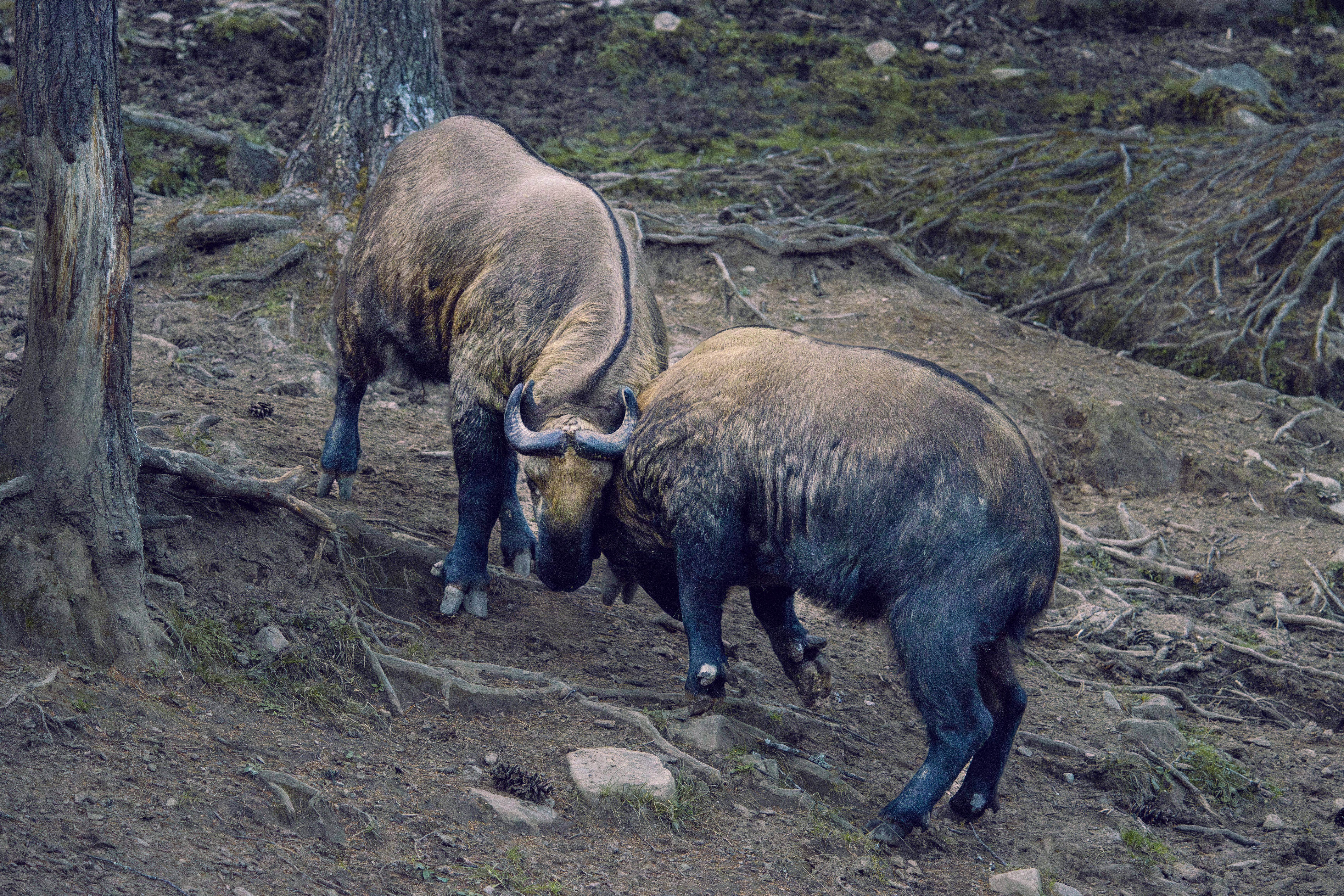 Wild Bhutanese Takin Pair in Thimphu Forest · Free Stock Photo