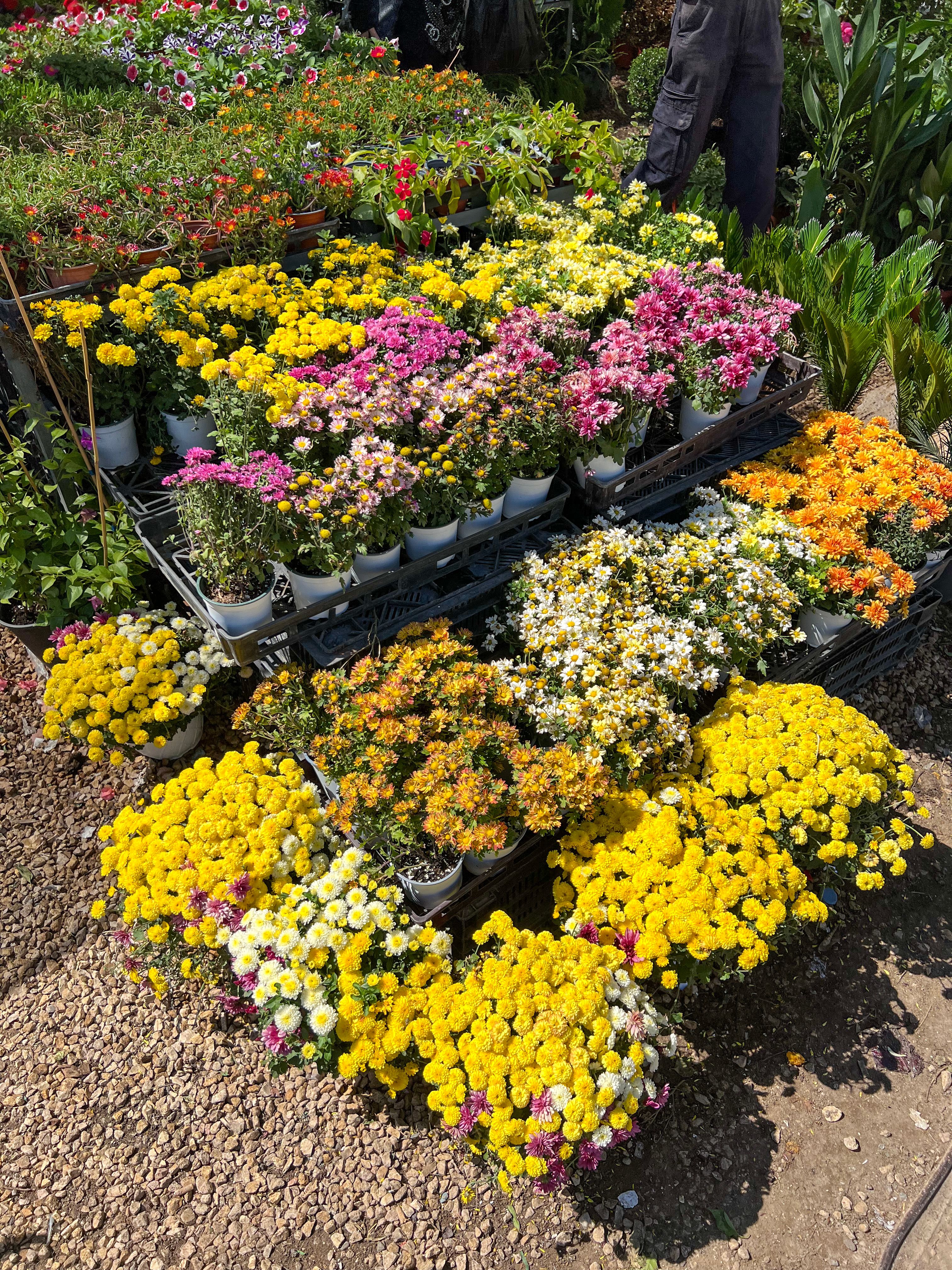 Farmar Market Plants Photos, Download The BEST Free Farmar Market ...