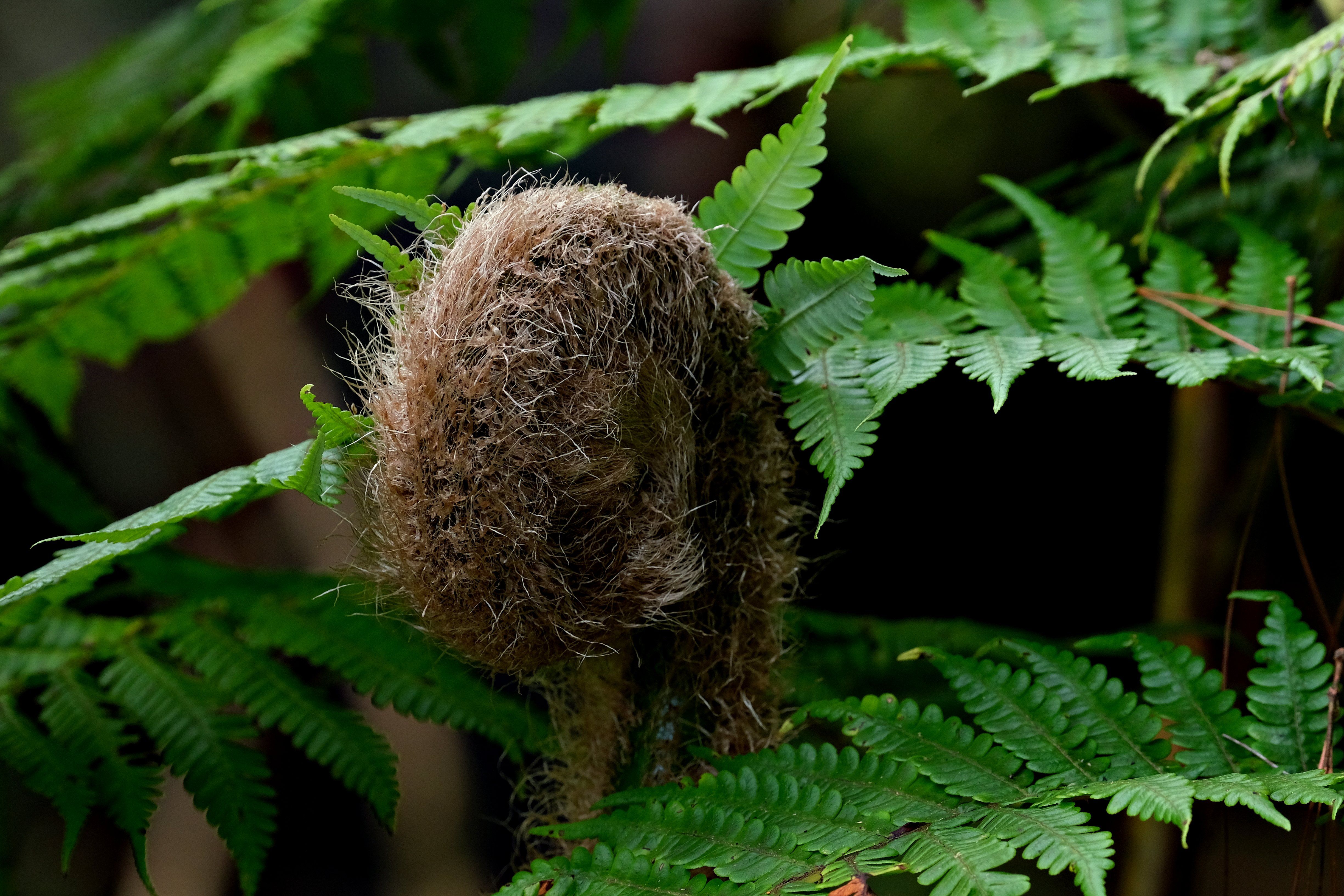 Close-up of Fern Fiddlehead in Lush Greenery · Free Stock Photo