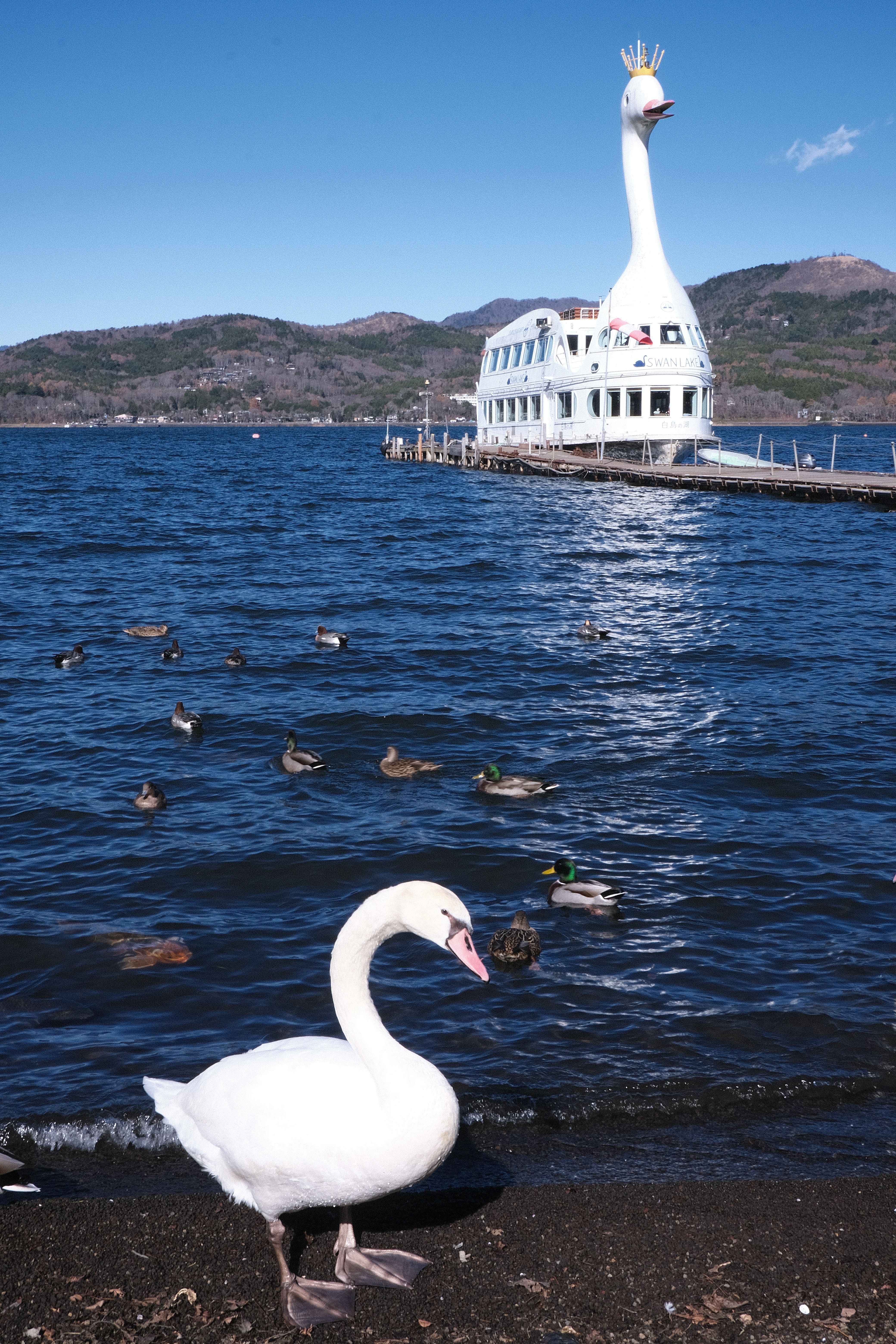 Elegant Swan by Lake with Unique Swan Boat · Free Stock Photo