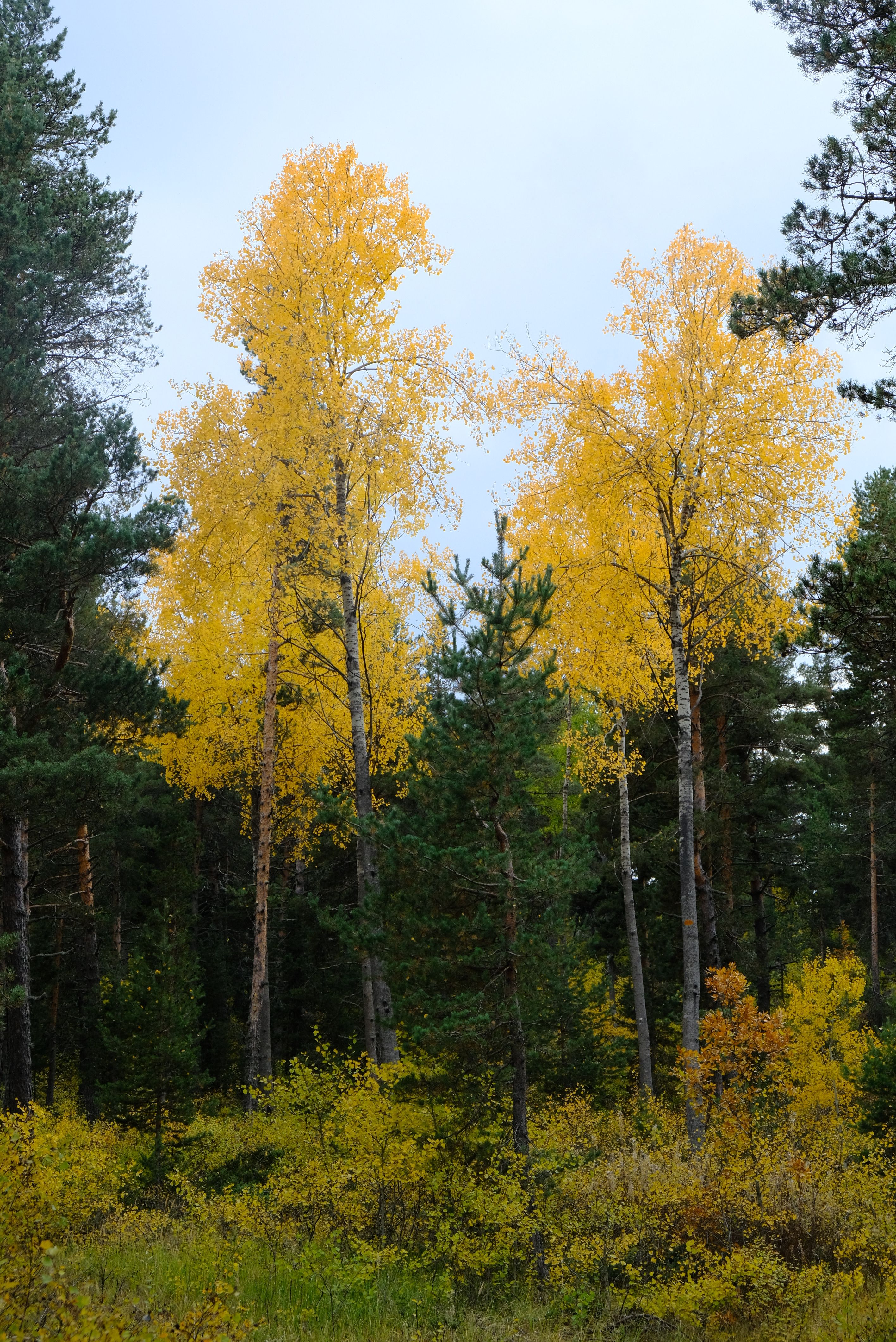 Colorful Autumn Forest with Tall Yellow Trees · Free Stock Photo