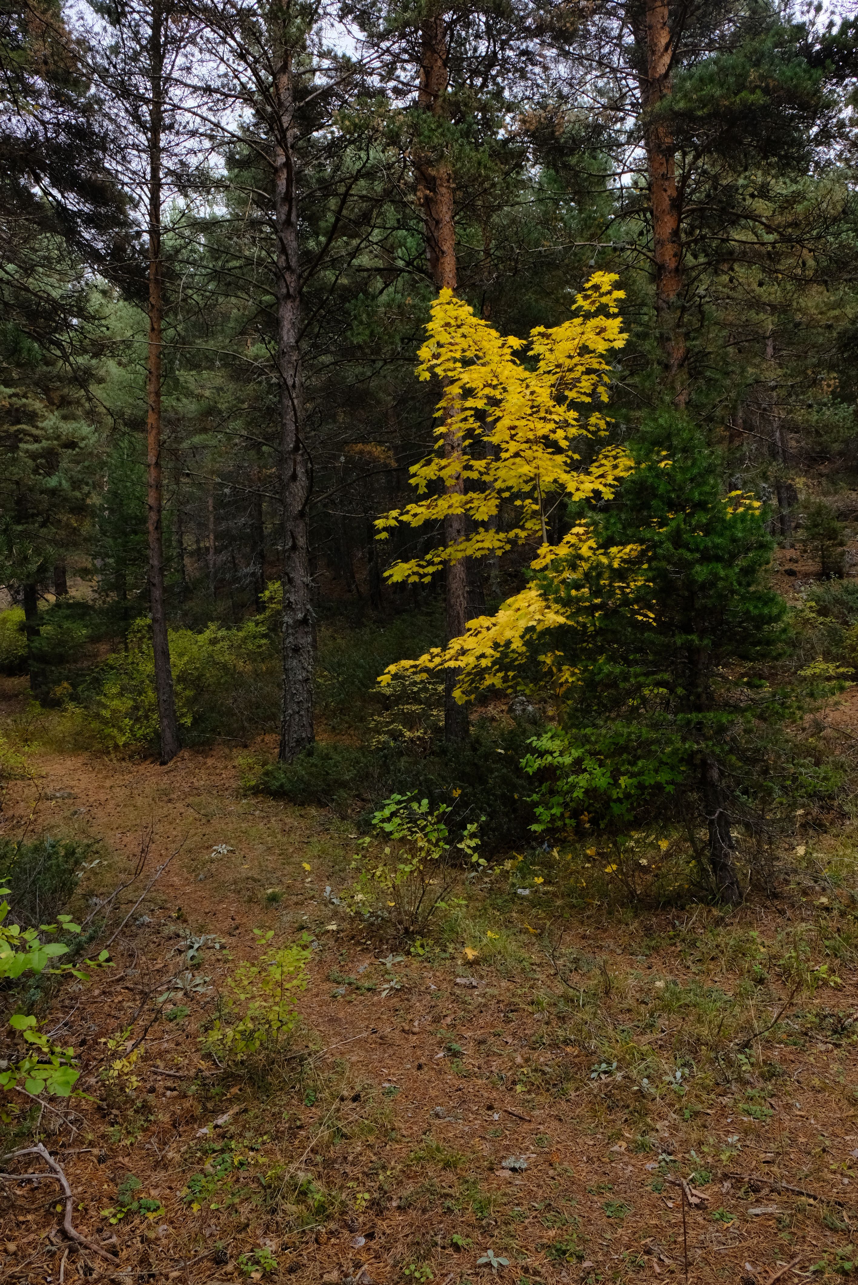 Vibrant Yellow Foliage in a Tranquil Forest Scene · Free Stock Photo