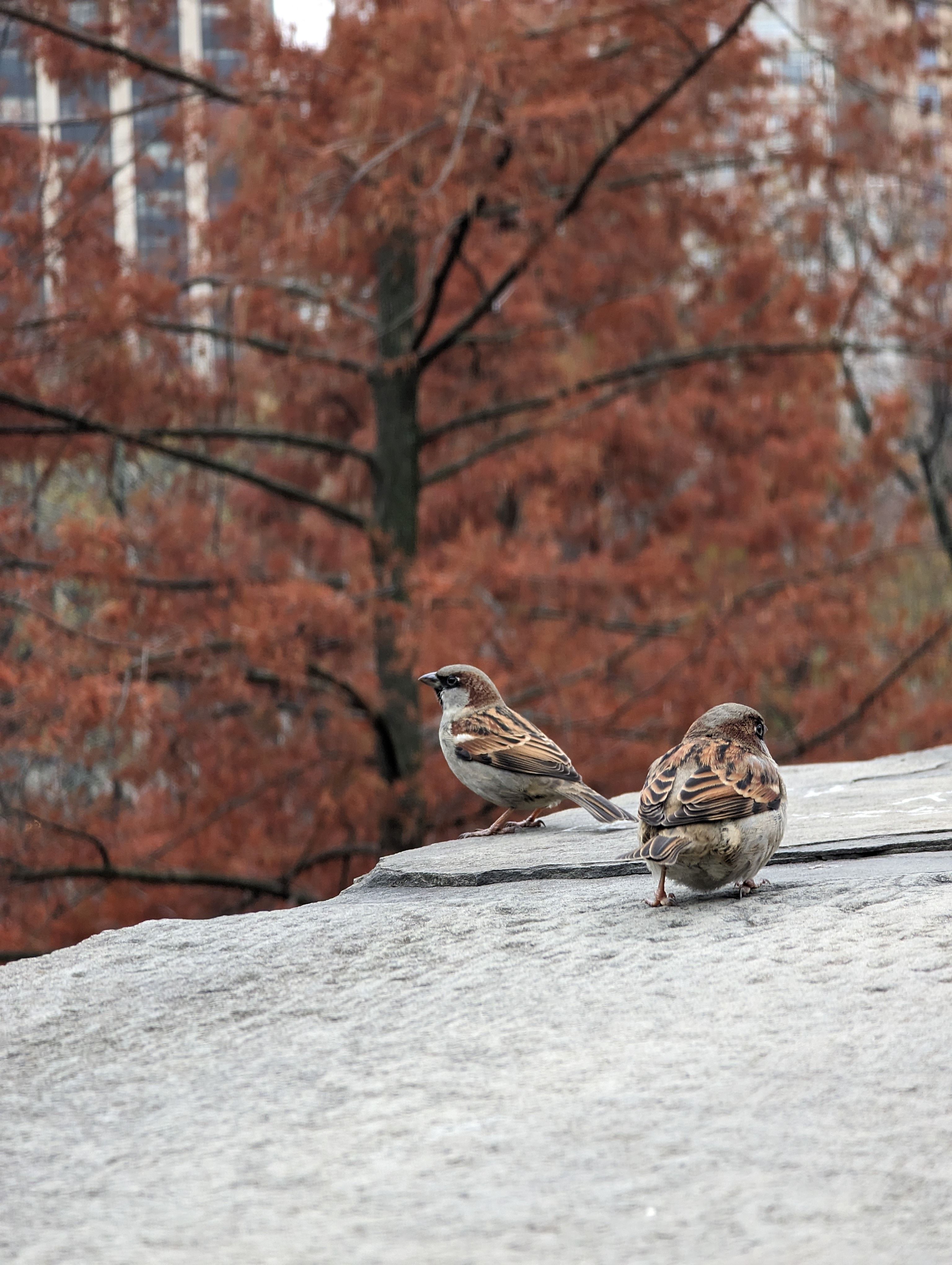 Sparrows on Stone with Autumn Trees Background · Free Stock Photo
