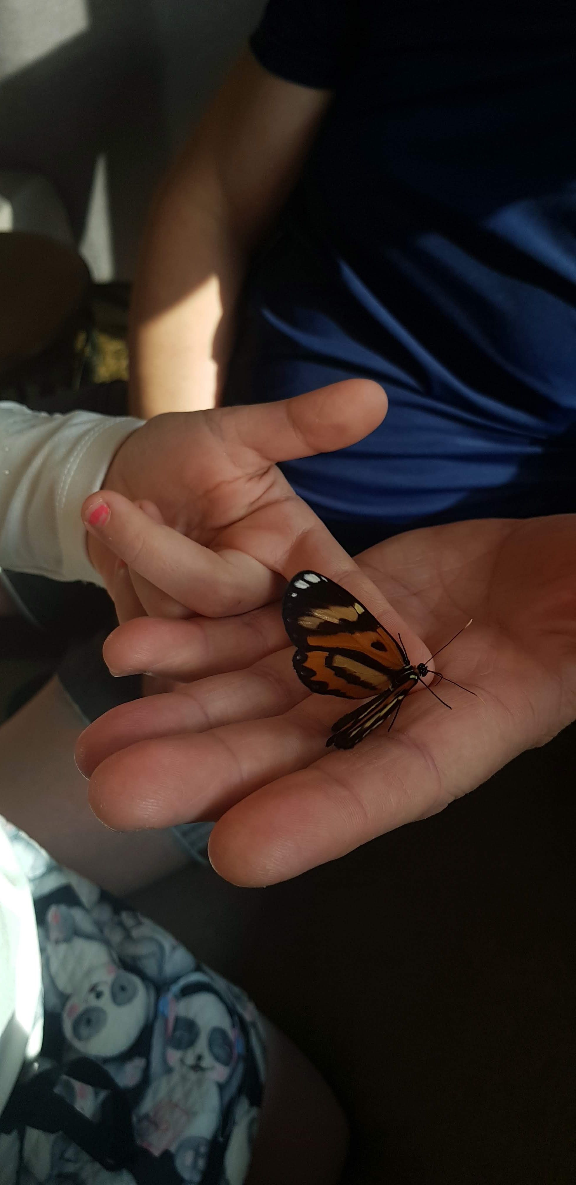 Daughter Touching Butterfly on Father Hand · Free Stock Photo