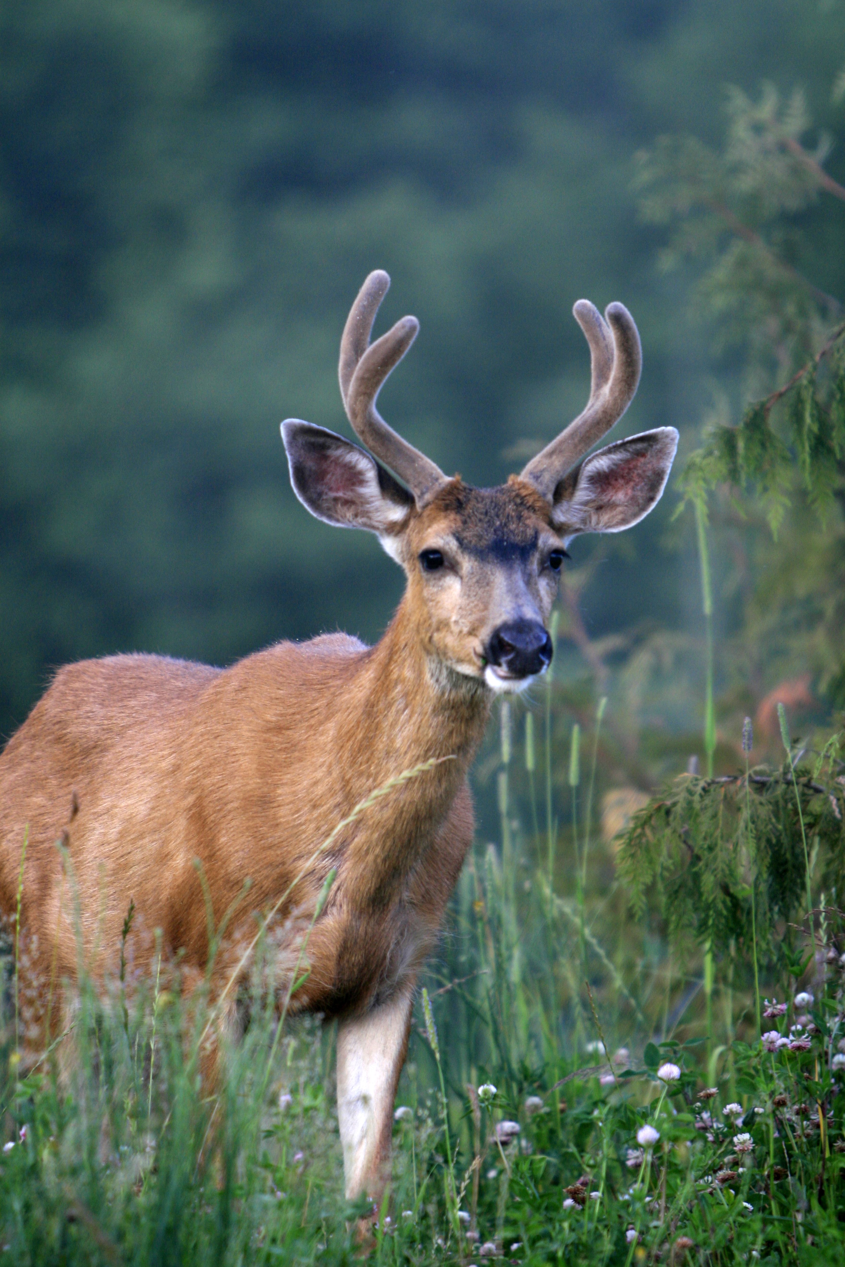 Majestic Red Deer Stag in Slovak Field · Free Stock Photo
