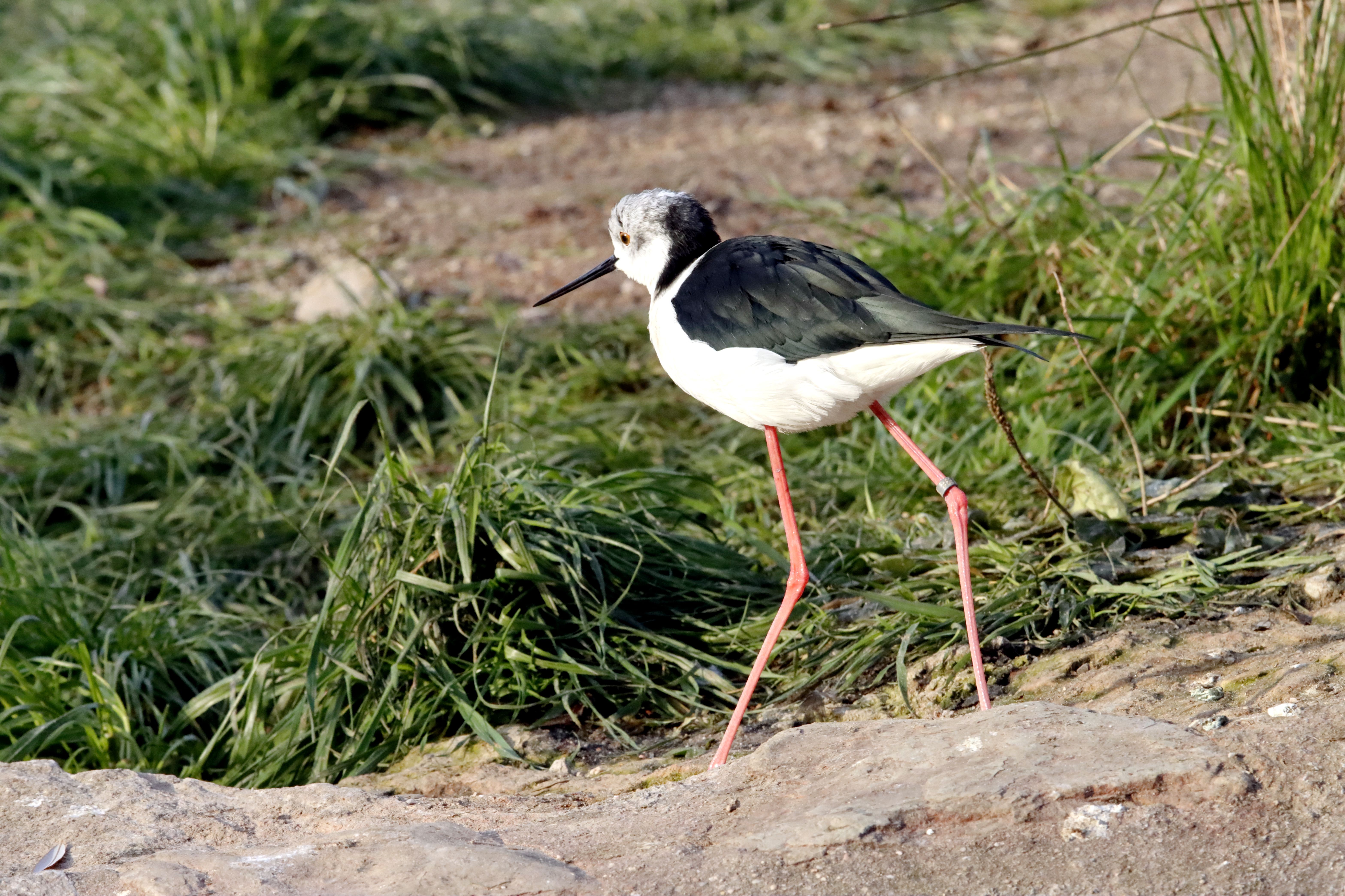 Black-Winged Stilt Standing in Natural Habitat · Free Stock Photo