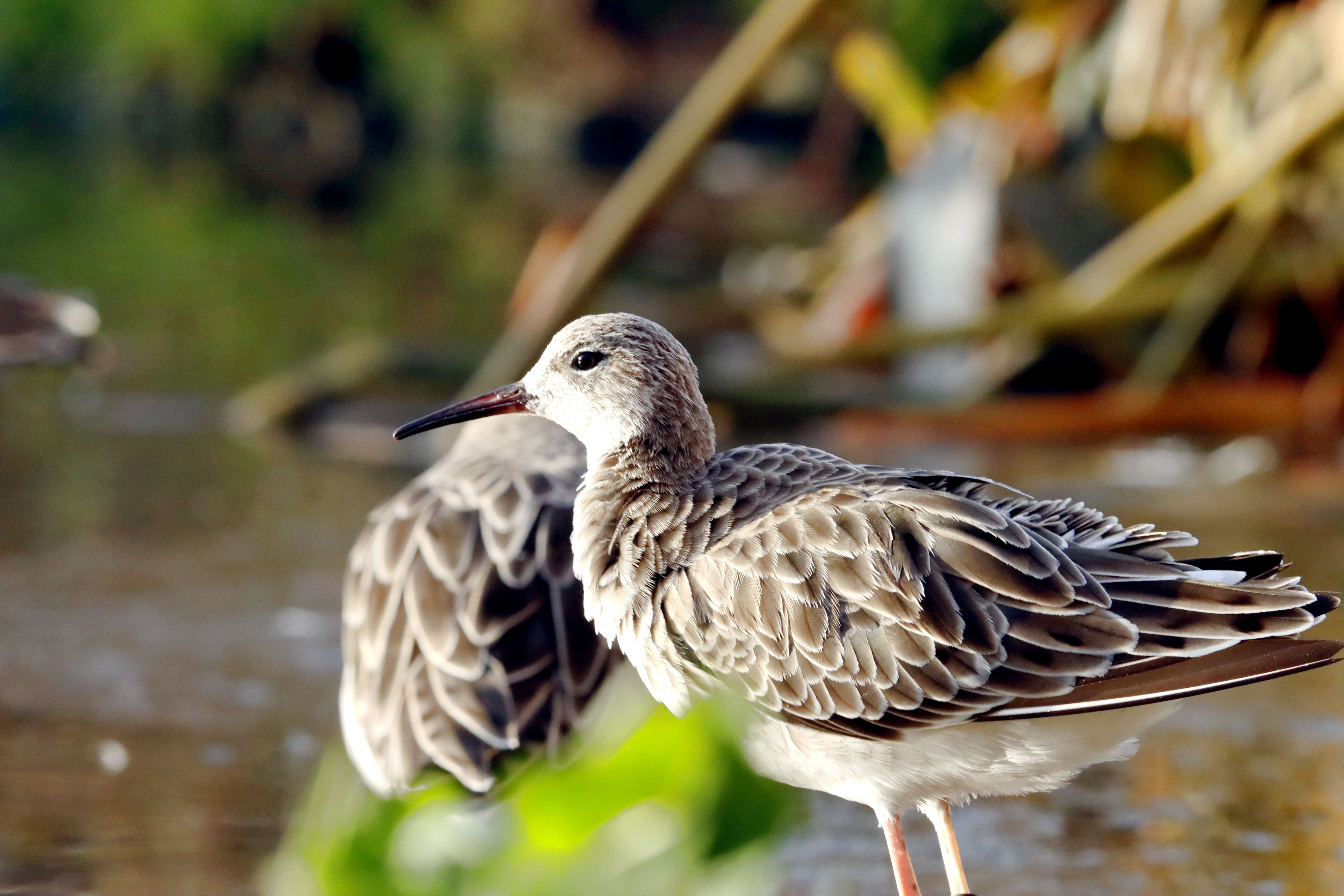 Close-Up of Wading Bird in Natural Habitat · Free Stock Photo