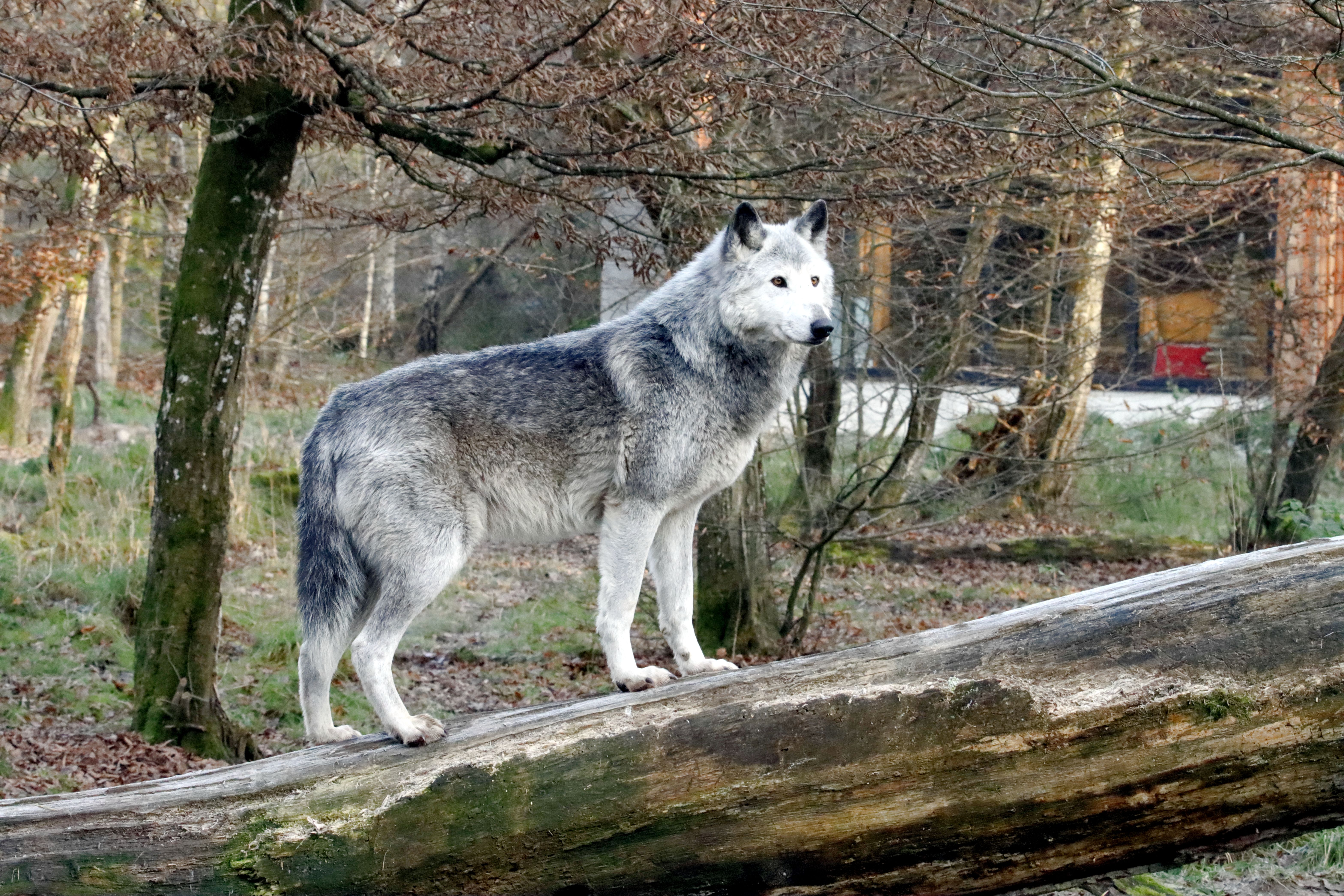 Gray Wolf Standing on a Log in Forested Area · Free Stock Photo