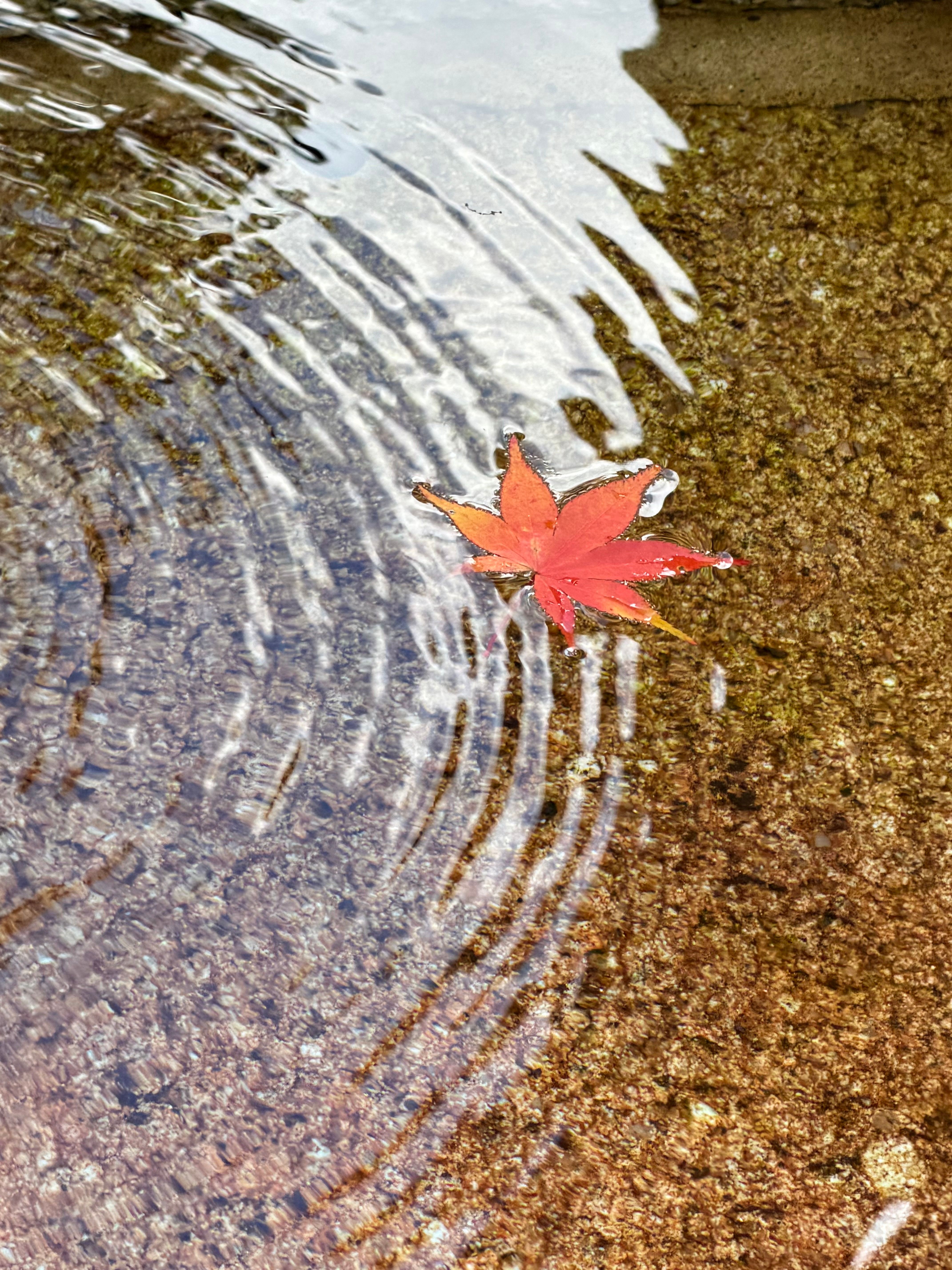 Serene Red Maple Leaf Floating in Kyoto · Free Stock Photo