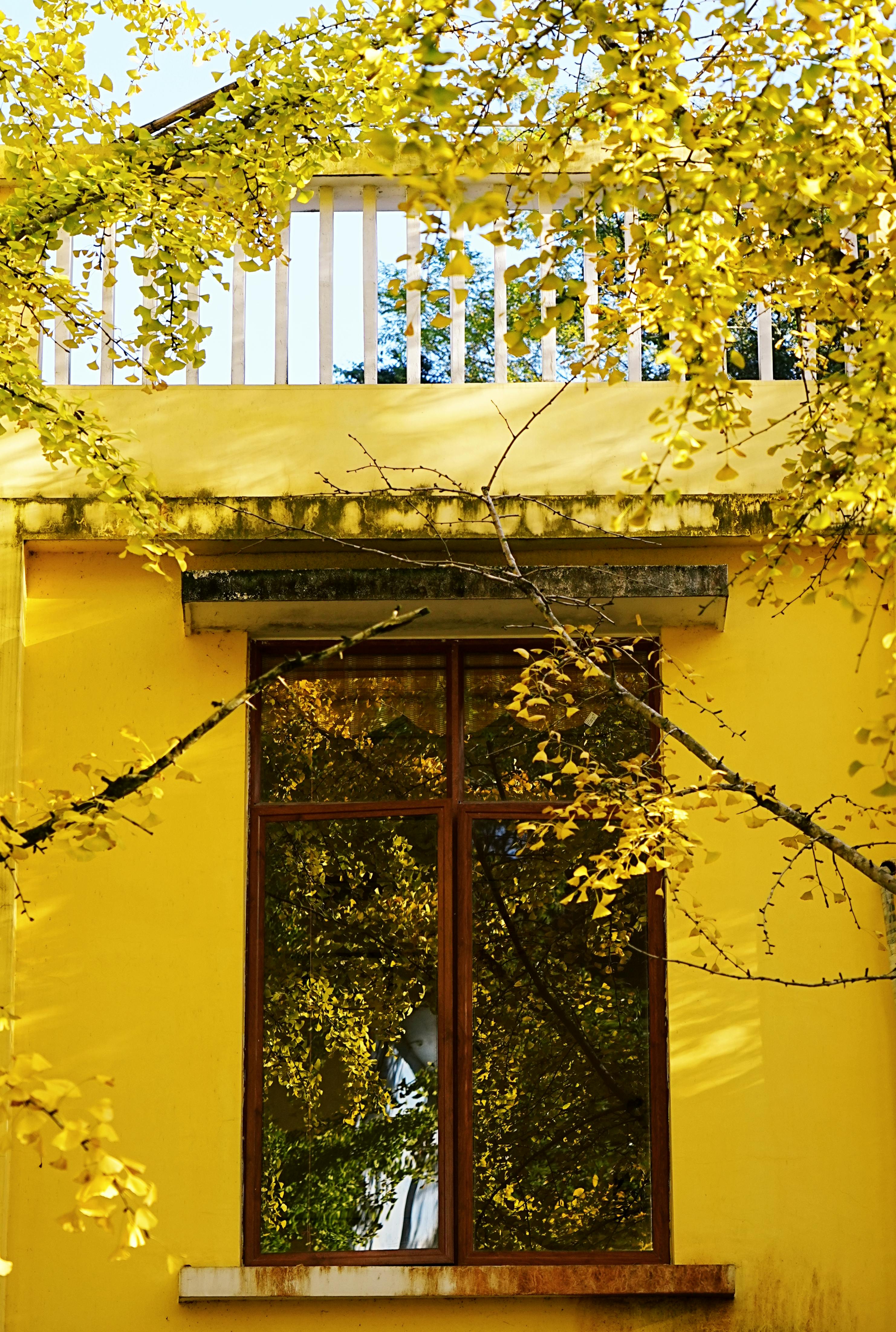 Bright Yellow House with Autumn Leaves · Free Stock Photo