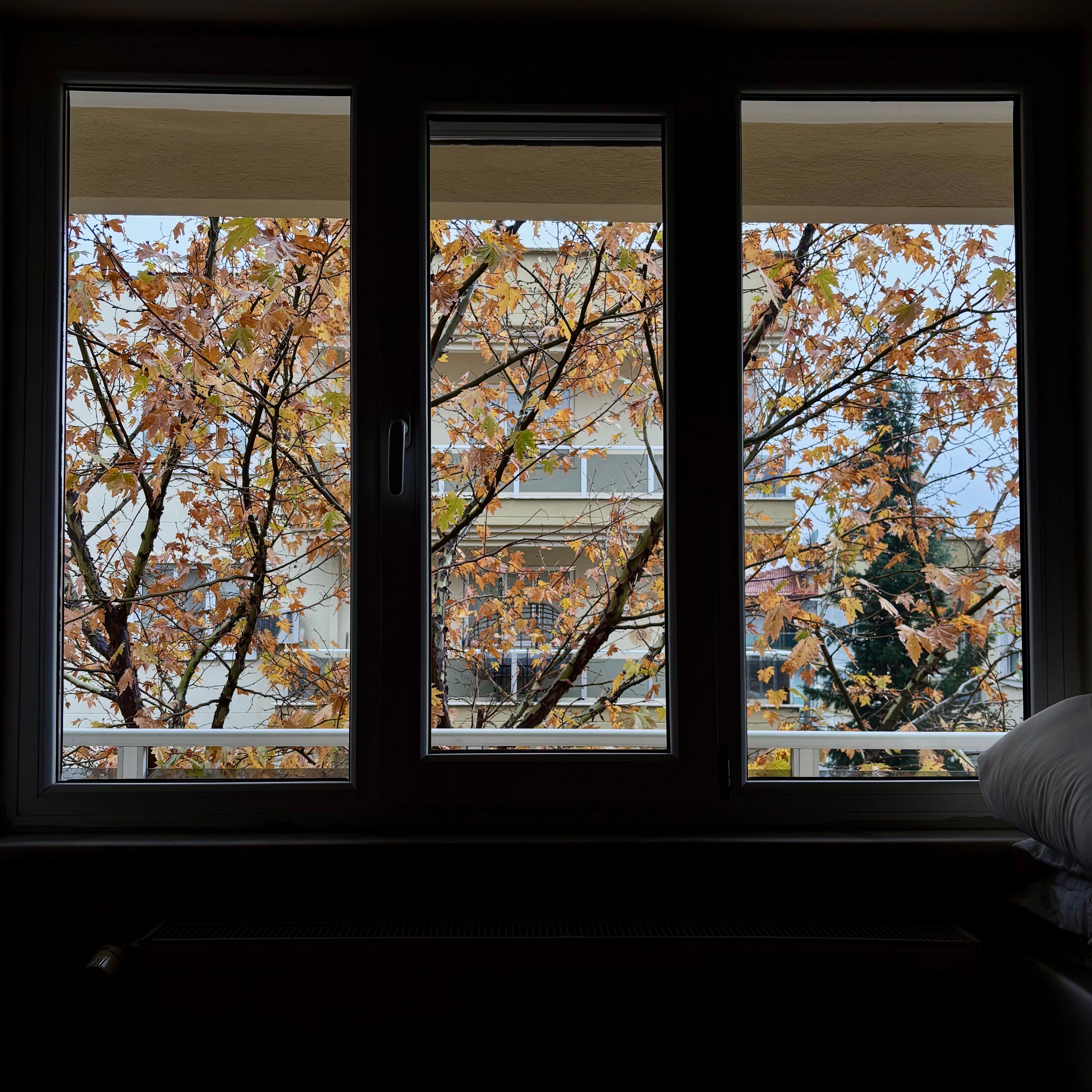 Autumn View Through a Window Frame at Home · Free Stock Photo